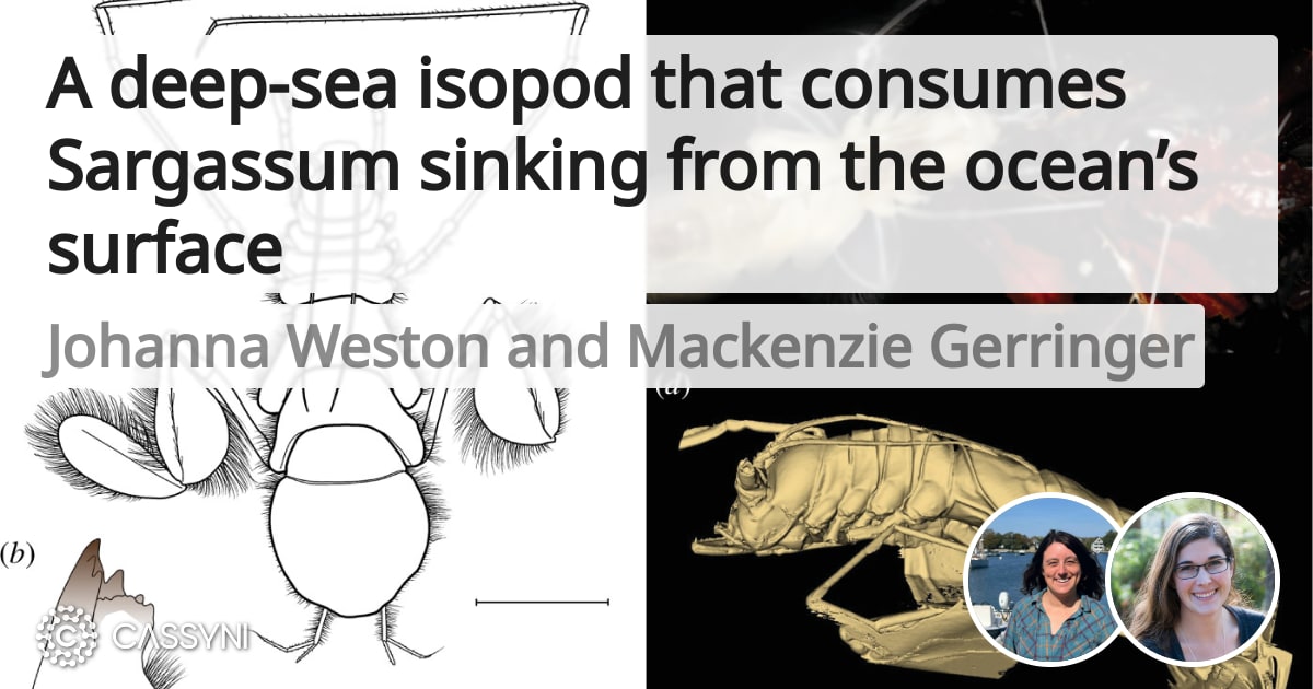 A deep-sea isopod that consumes Sargassum sinking from the ocean’s ...