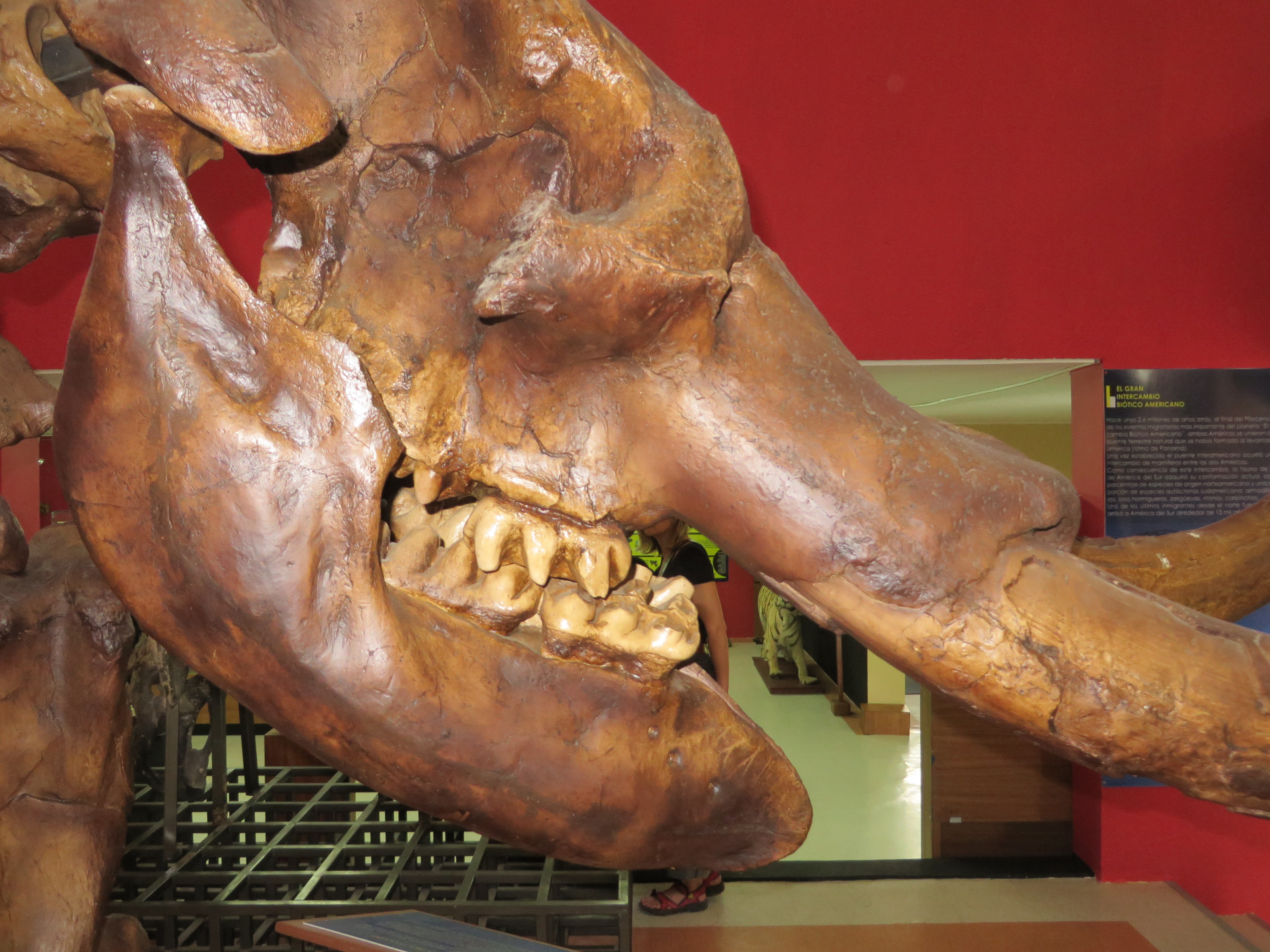 The late-Quaternary megafauna extinctions: Patterns, causes, ecological ...