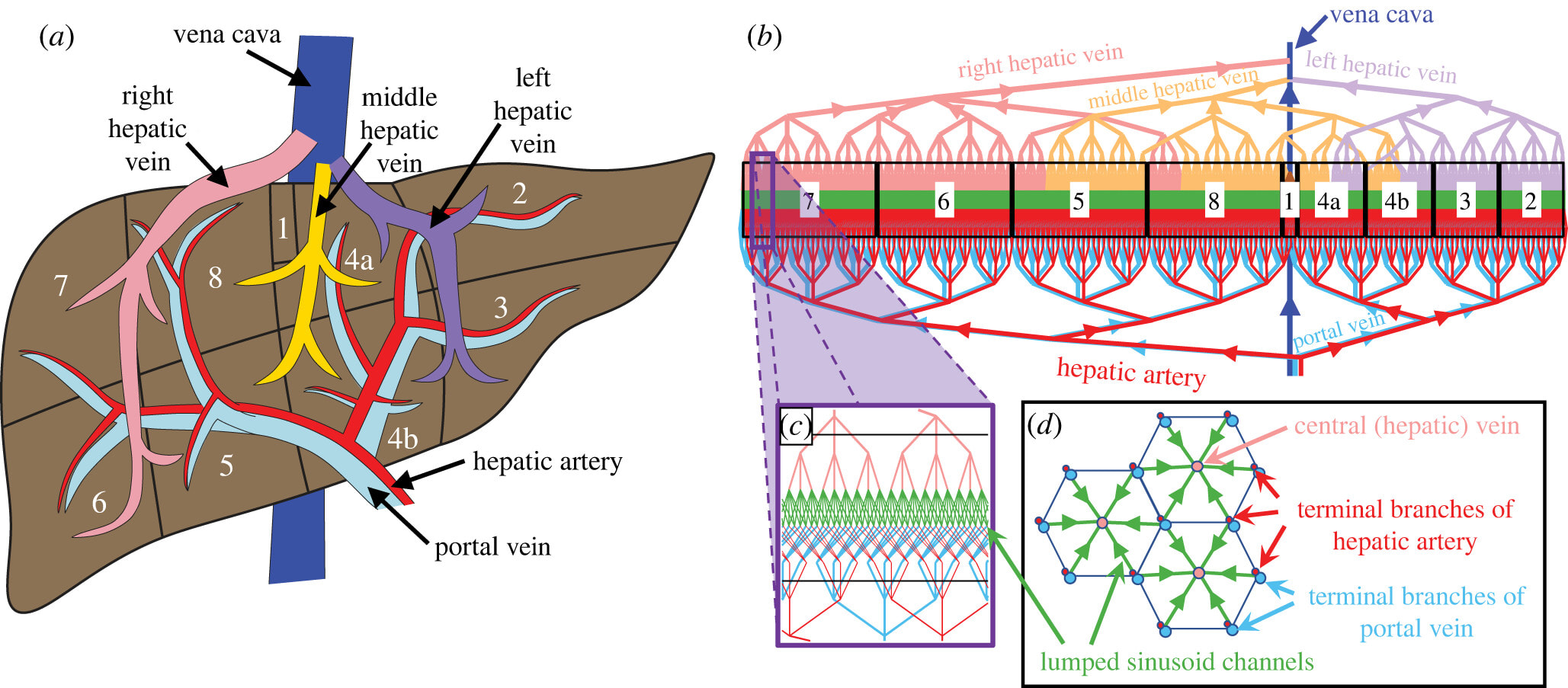 Simulating Liver Resections to Predict Hepatic Perfusion Alterations ...