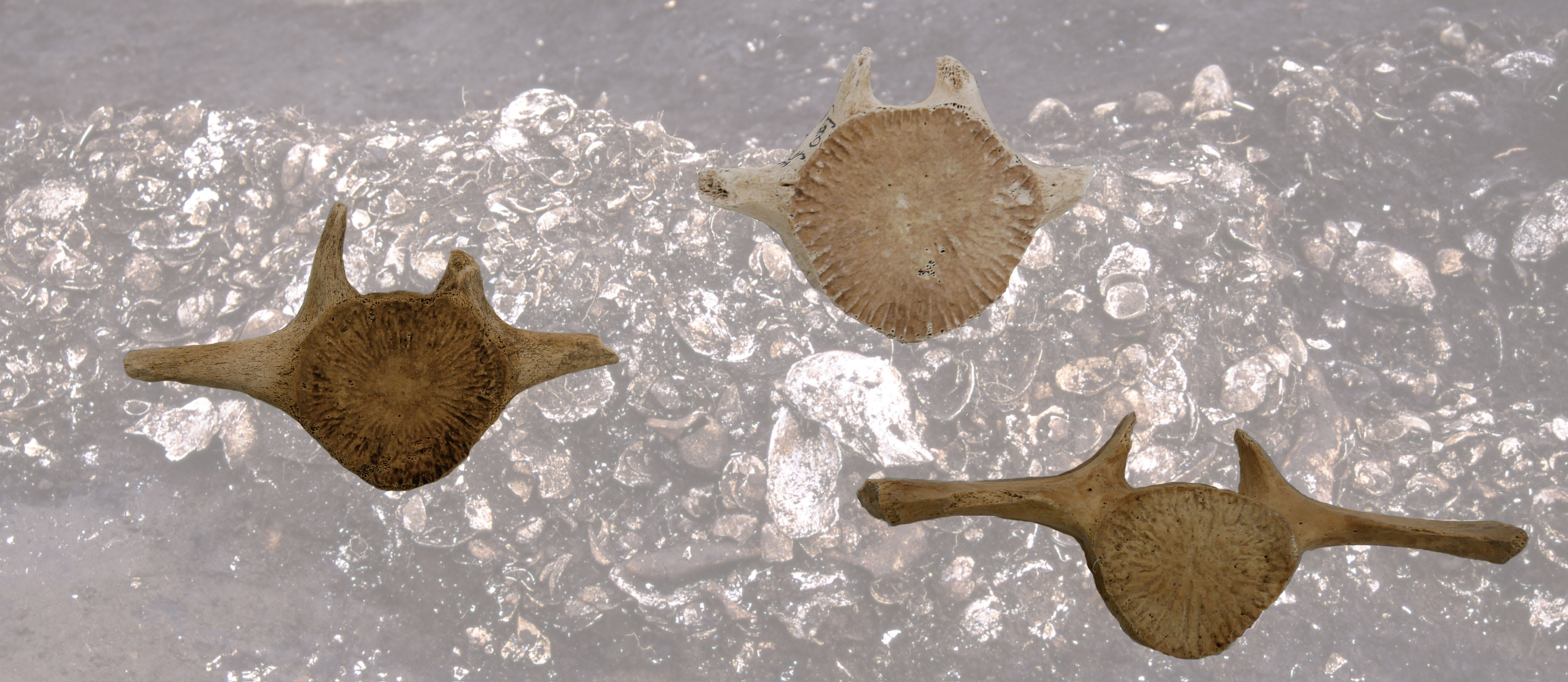 Slide 13/29 at 03:22: Hidden population turnover of small odontocetes ...