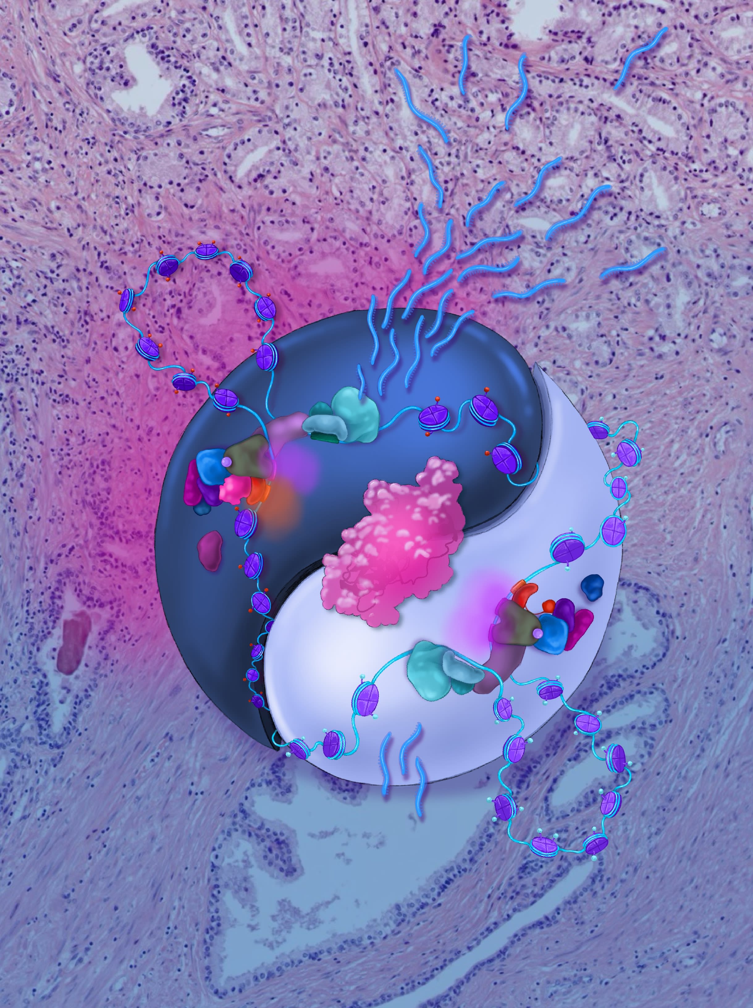 NSD2 is a requisite subunit of the AR/FOXA1 neo-enhanceosome in ...