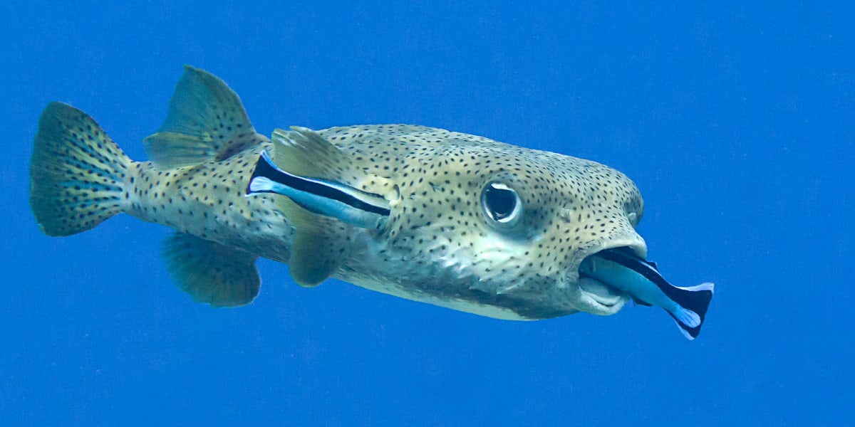 Half a century of evolutionary games: Evolutionarily stable preferences ...