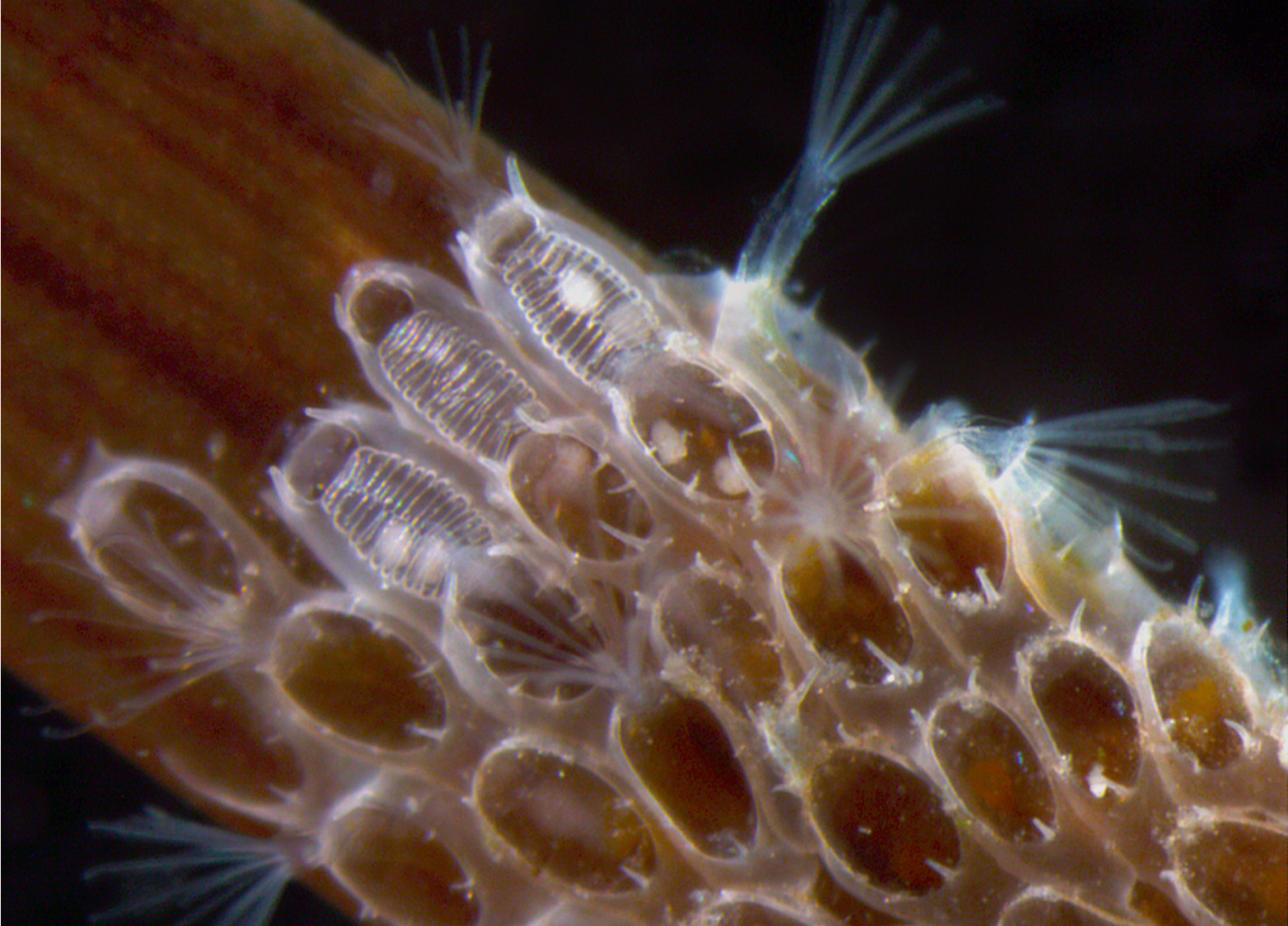 Multiple evolutionary transitions of reproductive strategies in a ...