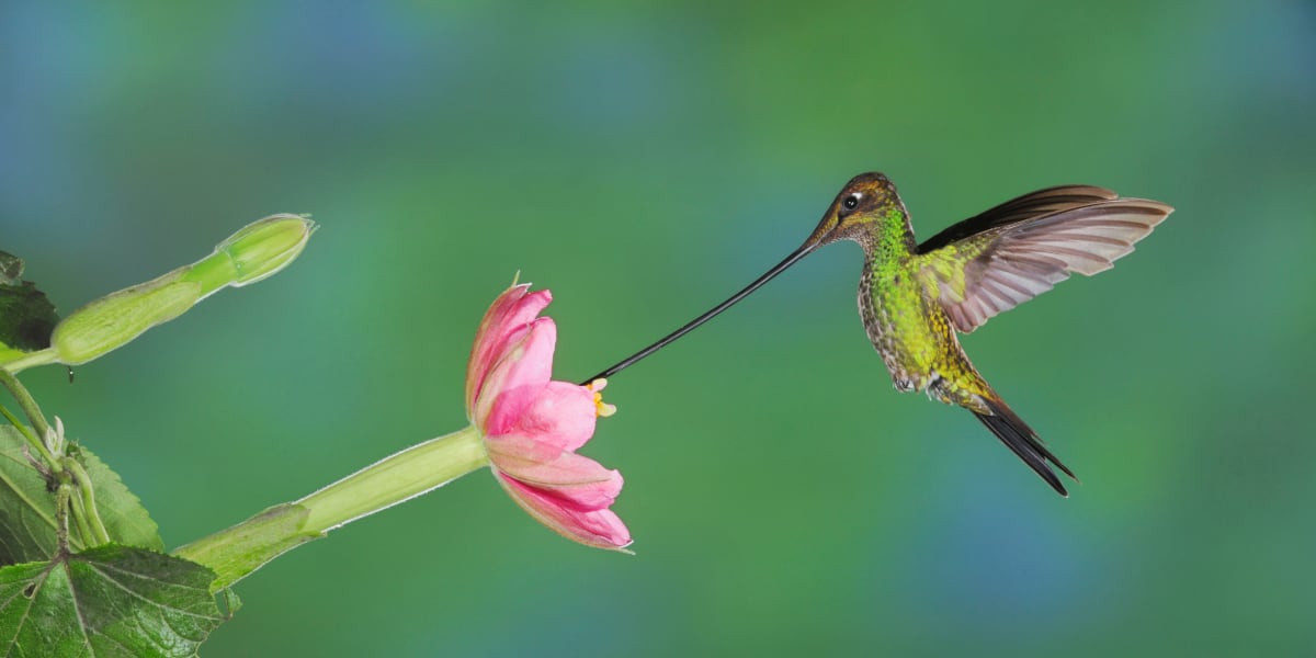 A deep-sea isopod that consumes Sargassum sinking from the ocean’s surface