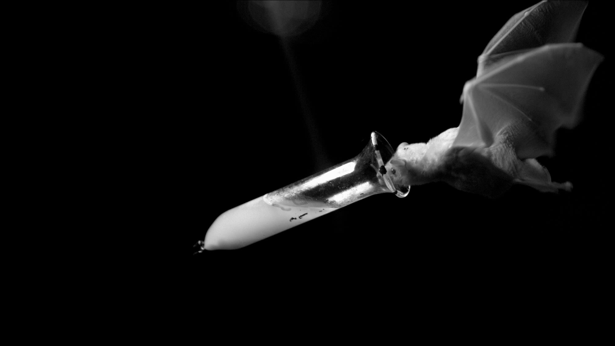 By a whisker: the sensory role of vibrissae in hovering flight in ...