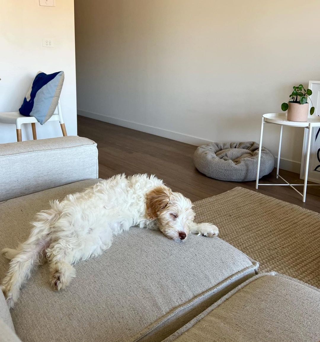 A Guide to Castlery’s Jonathan Sofa Collection | Castlery US