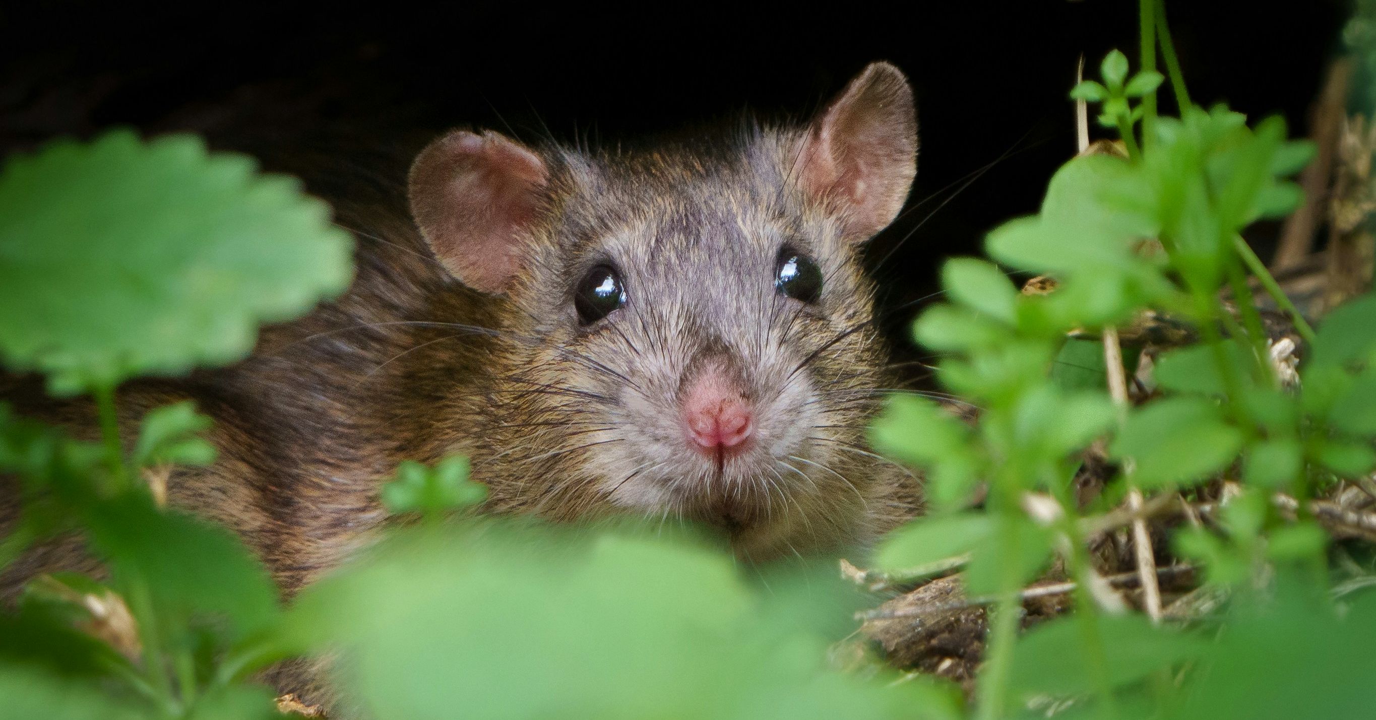 High-impact & urgent funding opportunity - Rodent fertility control ...