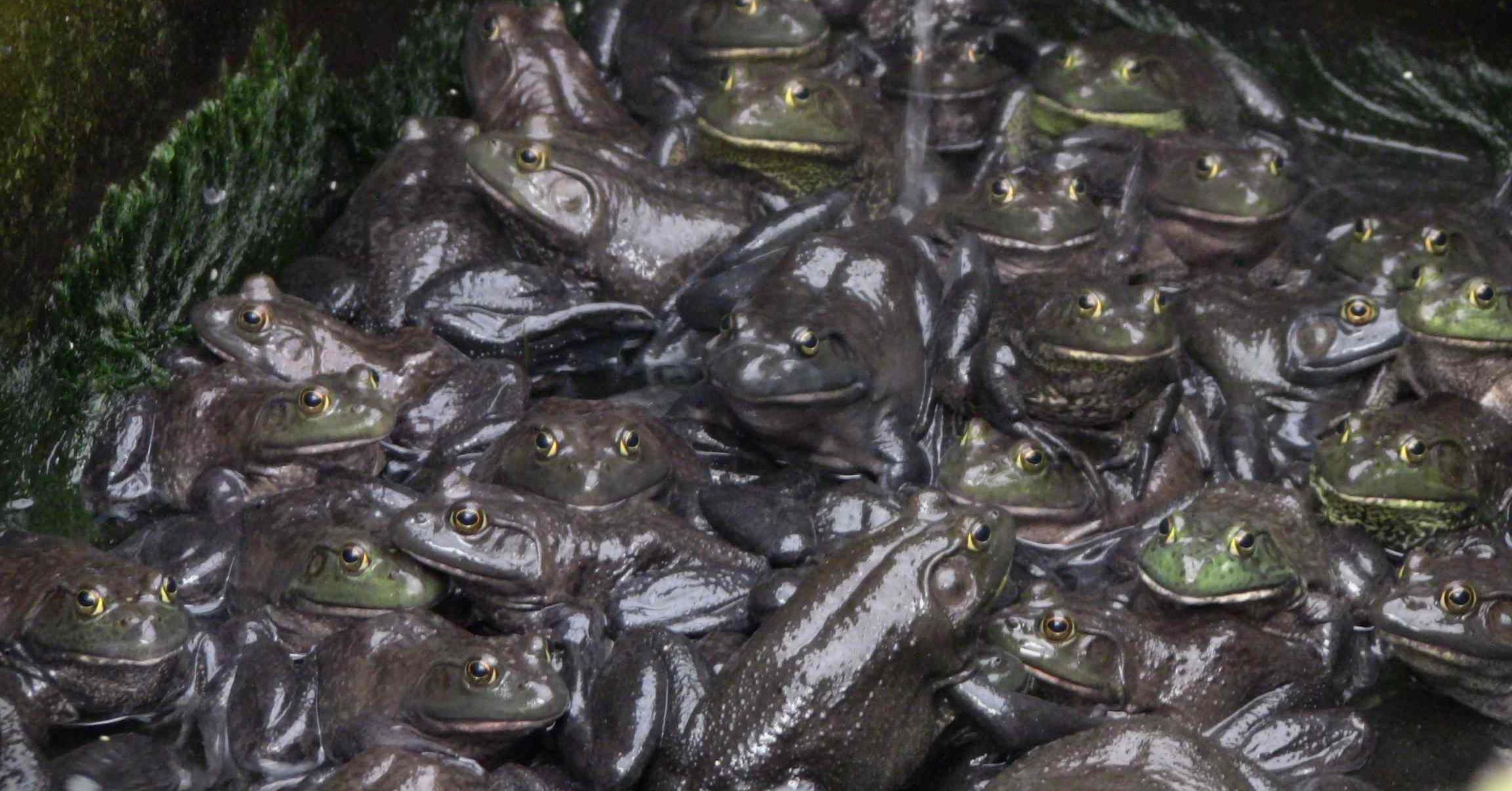 Frog Welfare — EA Forum