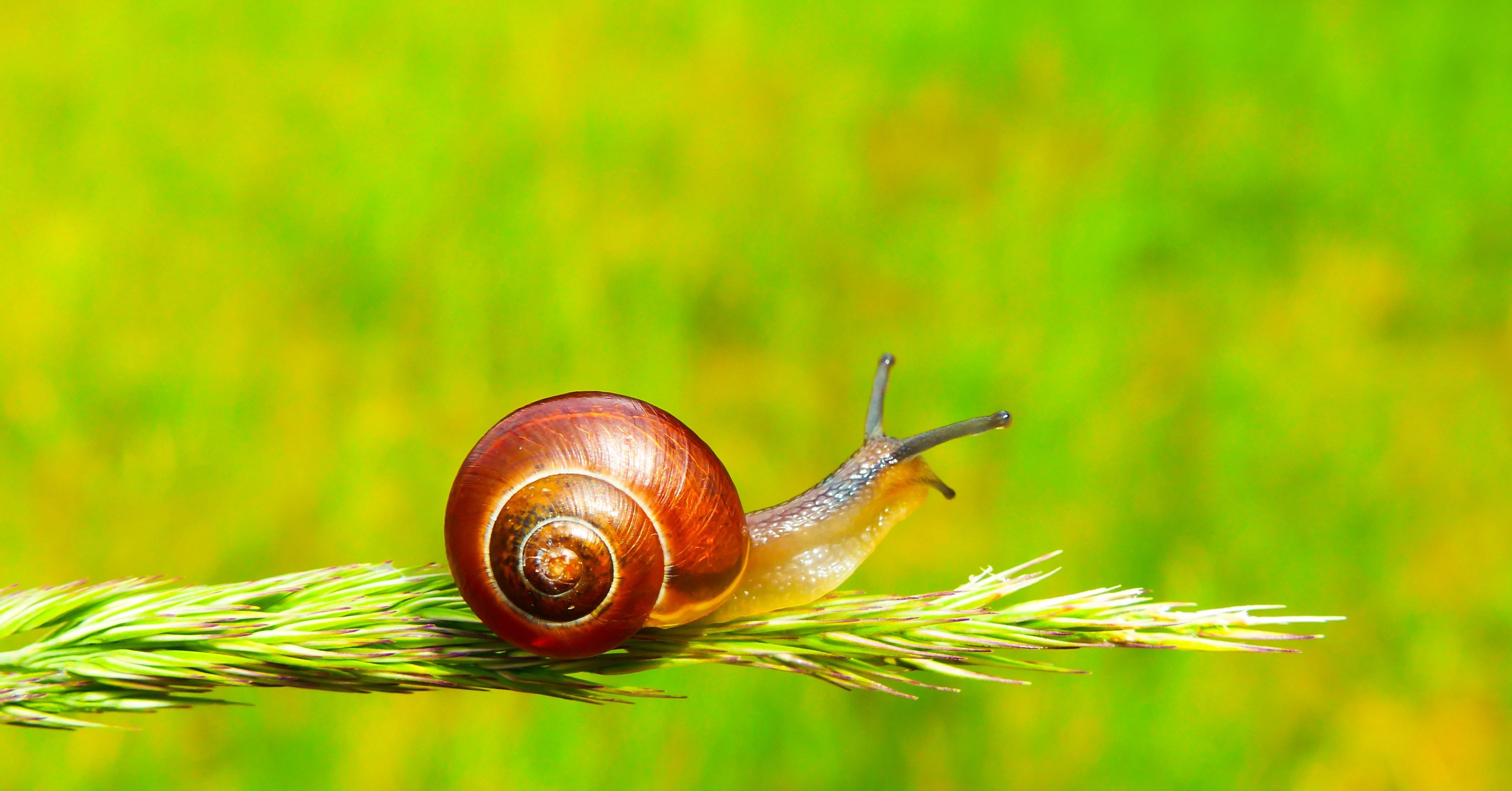 Call for Expressions of Interest: NYU Wild Animal Welfare Summit — EA Forum