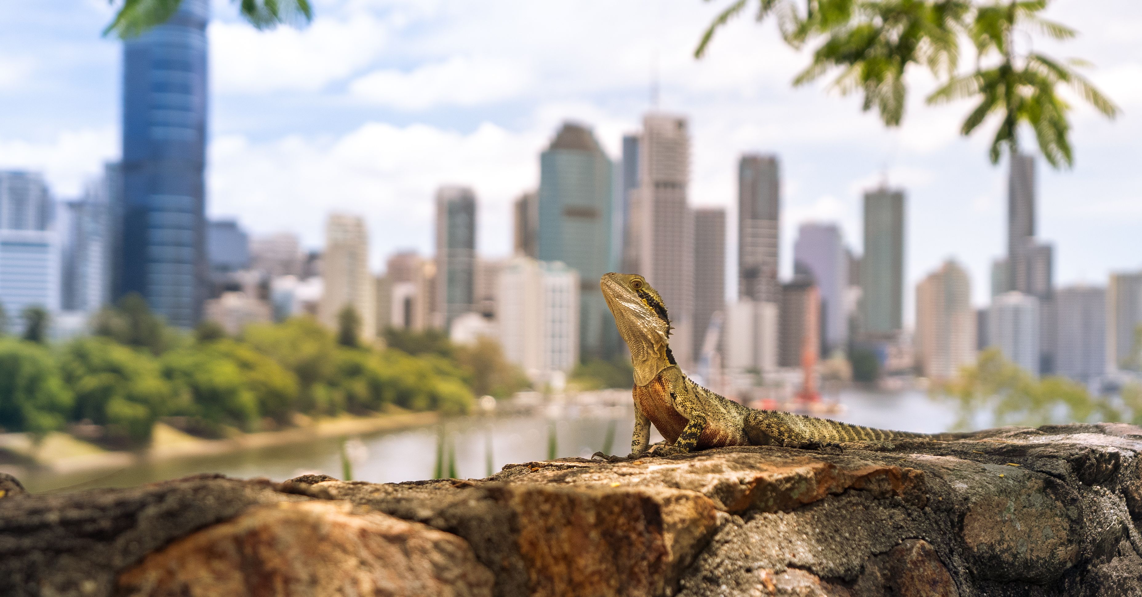 Announcing the Wildlife Inclusive Local Development (WILD) Lab — EA Forum