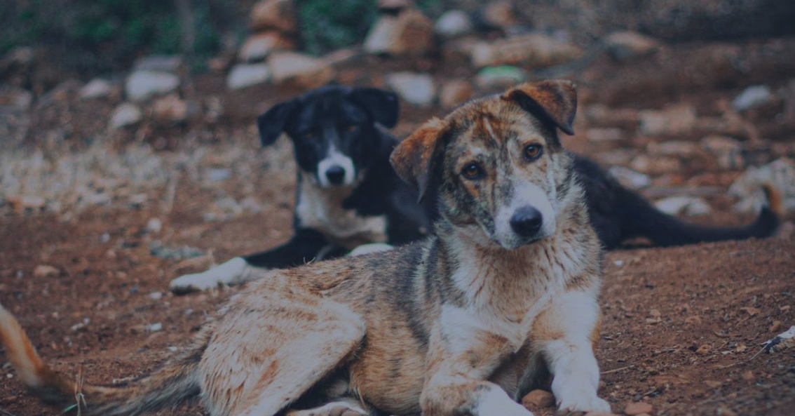 Intervention Report: Oral Rabies Vaccination of Dogs — EA Forum