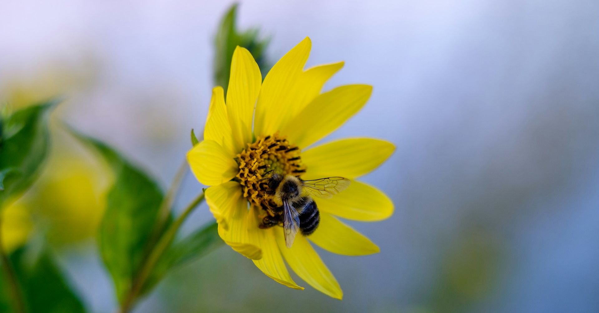 How Honey Bees Think — EA Forum