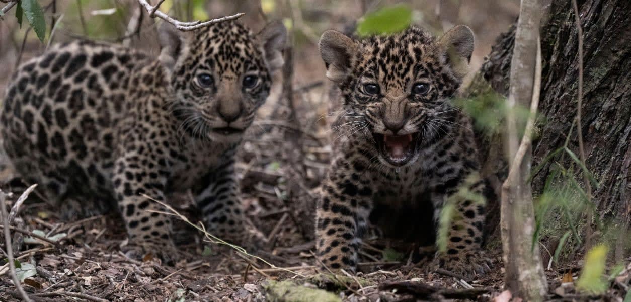 And the capybara suffer what they must? [the ethics of reintroducing ...