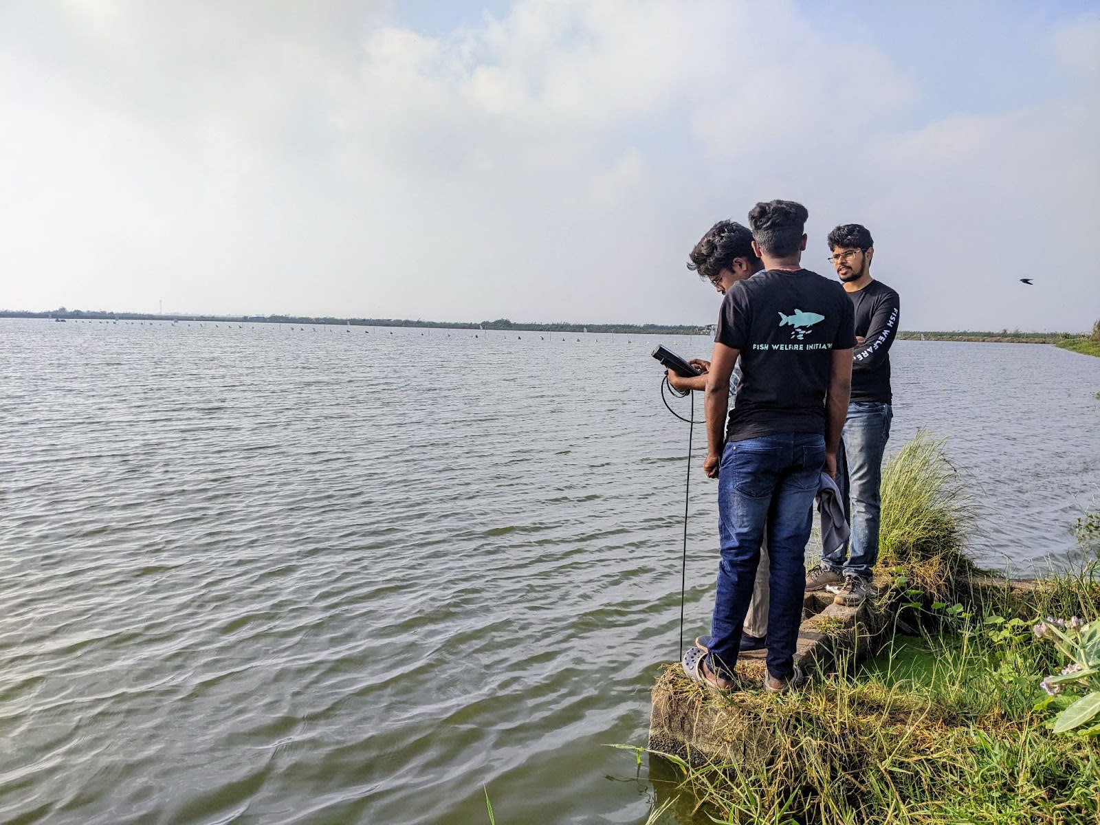 Marginal Funding to Support Novel Fish Welfare Interventions — EA Forum