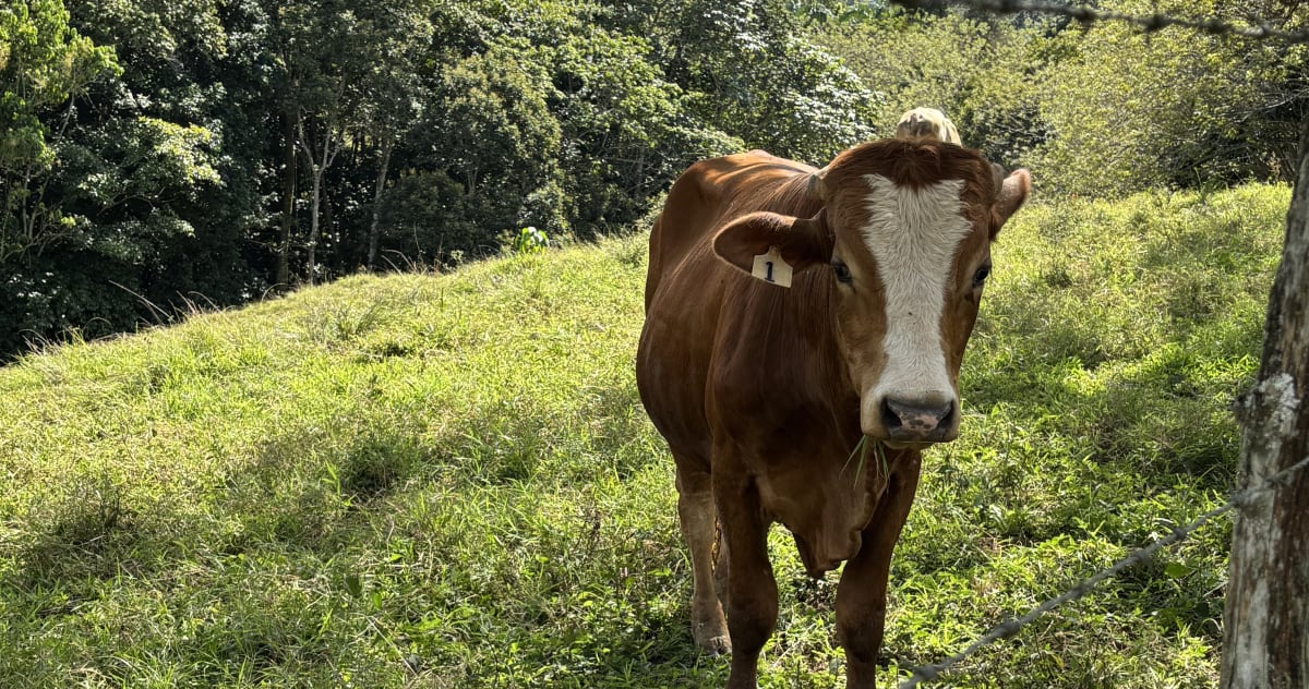 Fake Cows and Real Ones — EA Forum