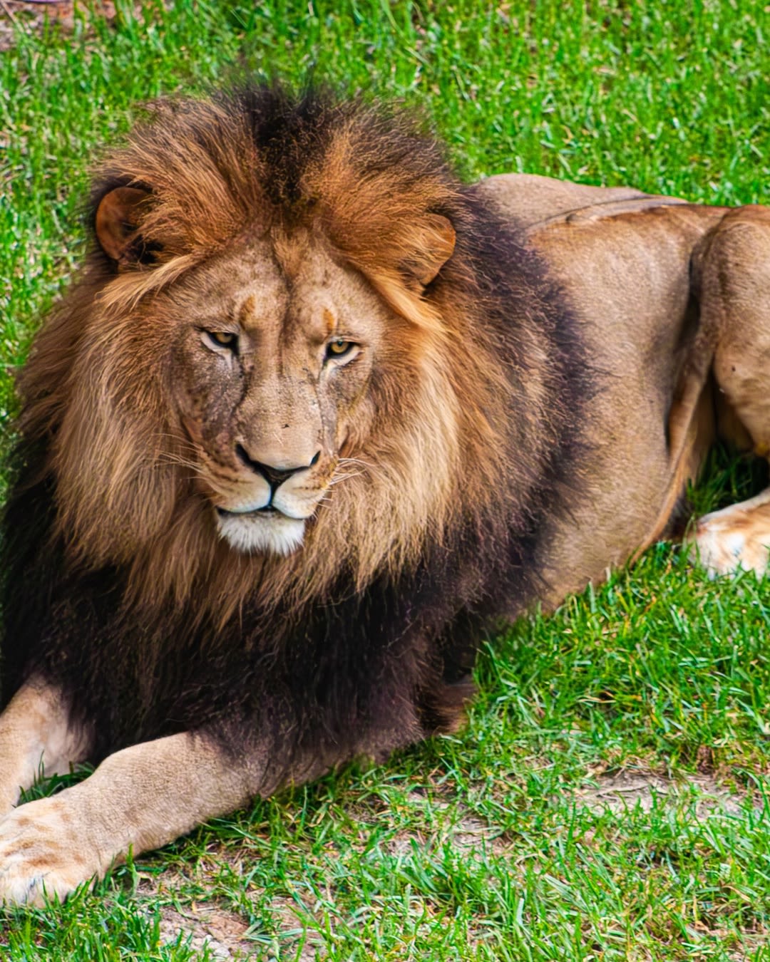 Support David & Mikey and make a donation to help Taronga.