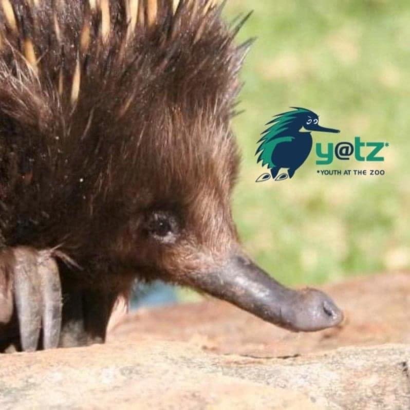 Support YATZ for Wildlife and make a donation to help Taronga's work in ...