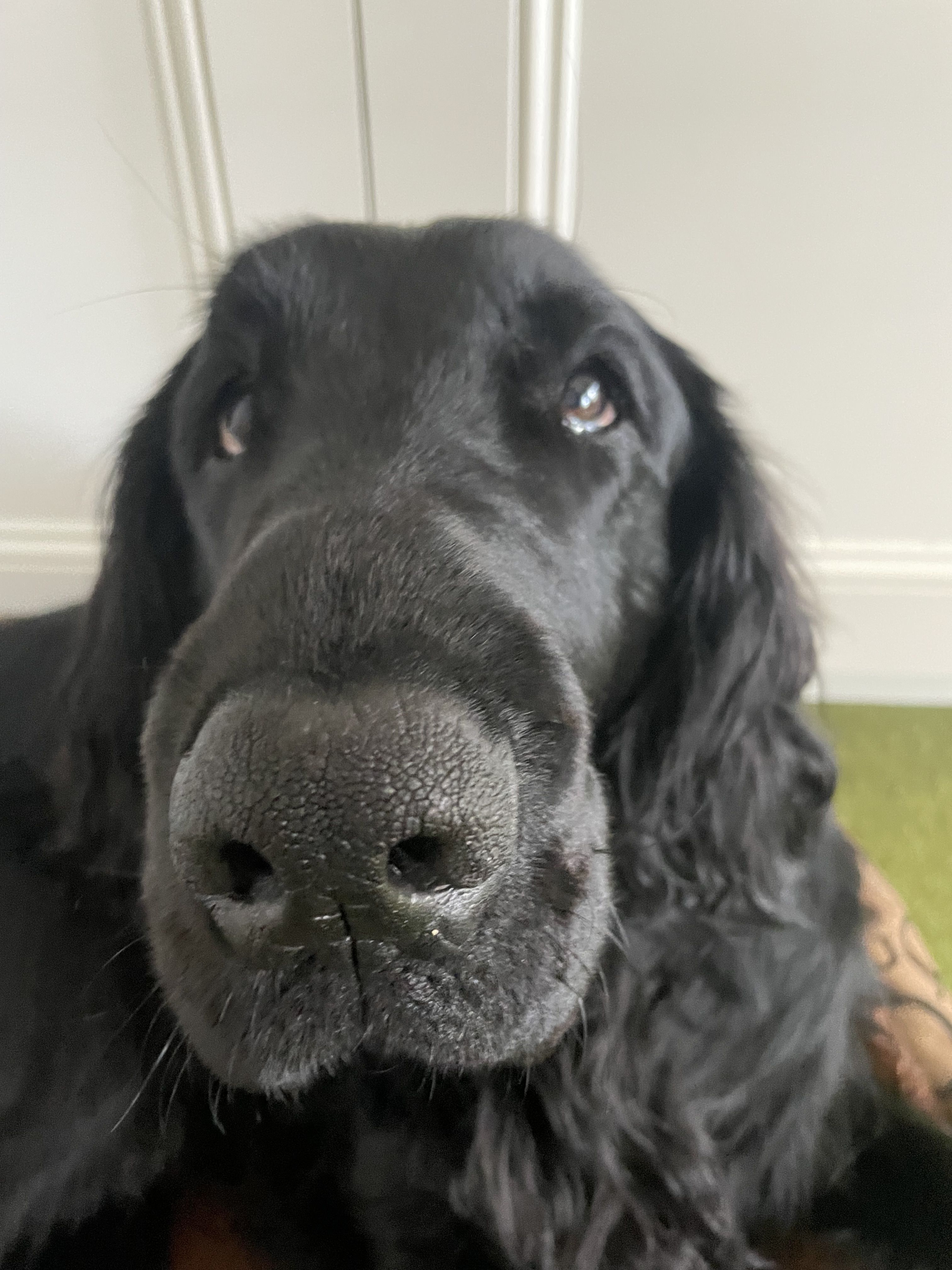 Support Team Ringo this Dry July and make a donation