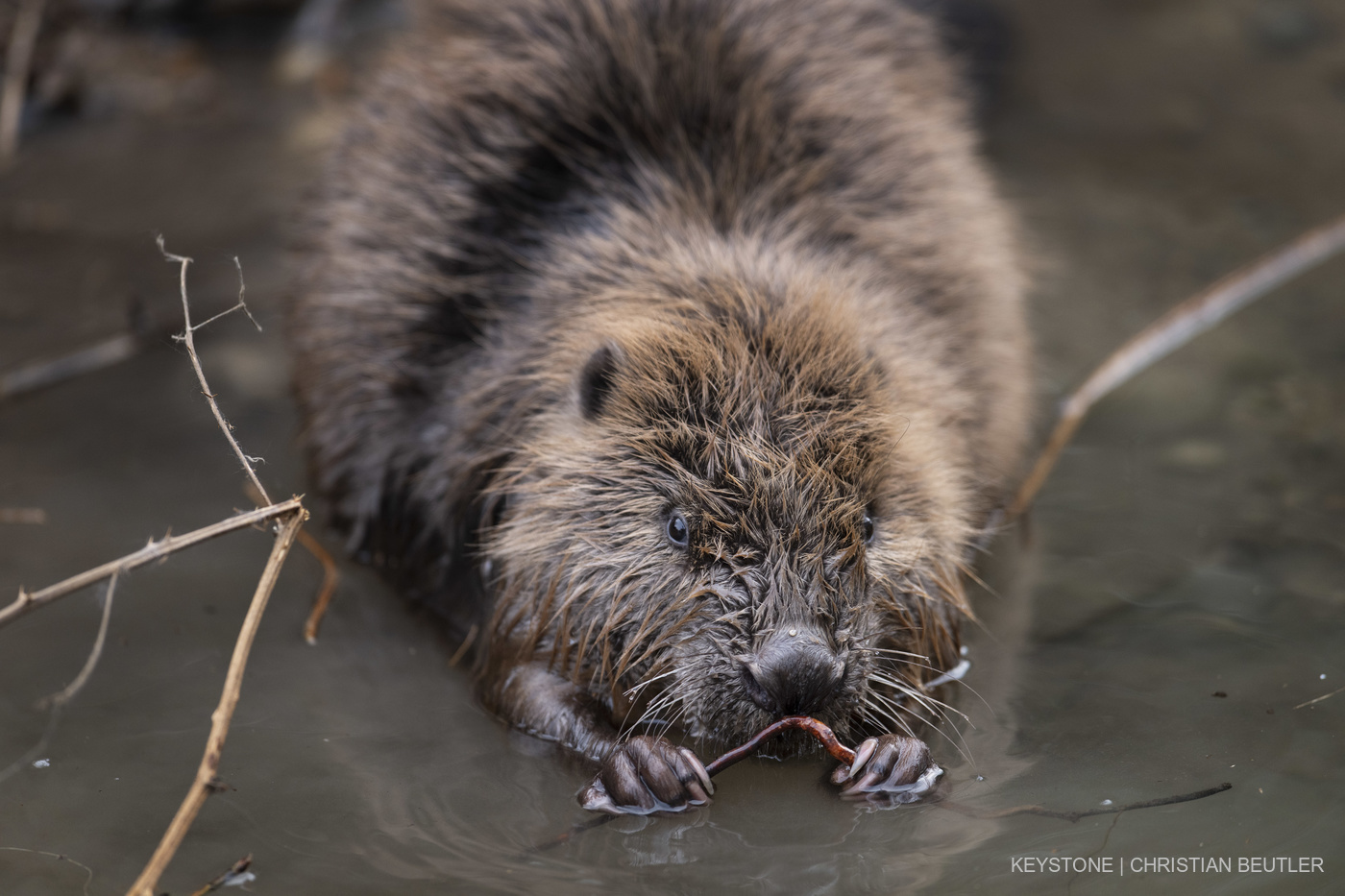 Der Biber - ein Tausendsassa an Gewässern | Chinderzytig