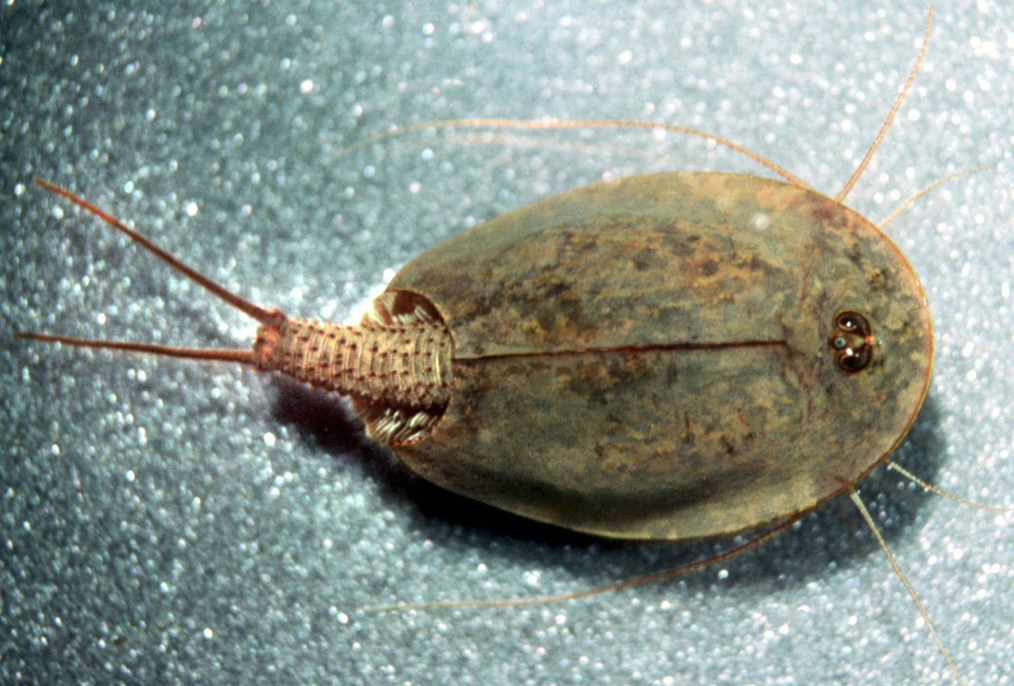 Der Triops - Ein Tier, das schon zu Dinosaurierzeiten lebte! | Chinderzytig
