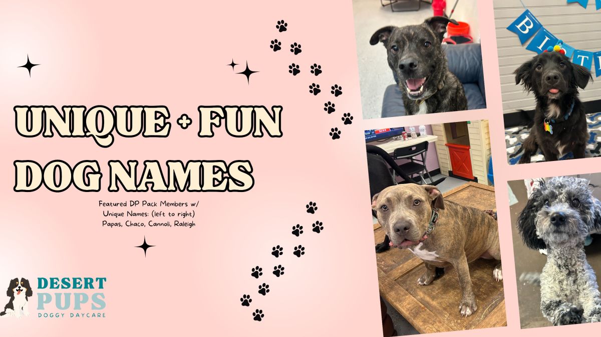 Unique + Fun Dog Name Ideas for Your New Pup!