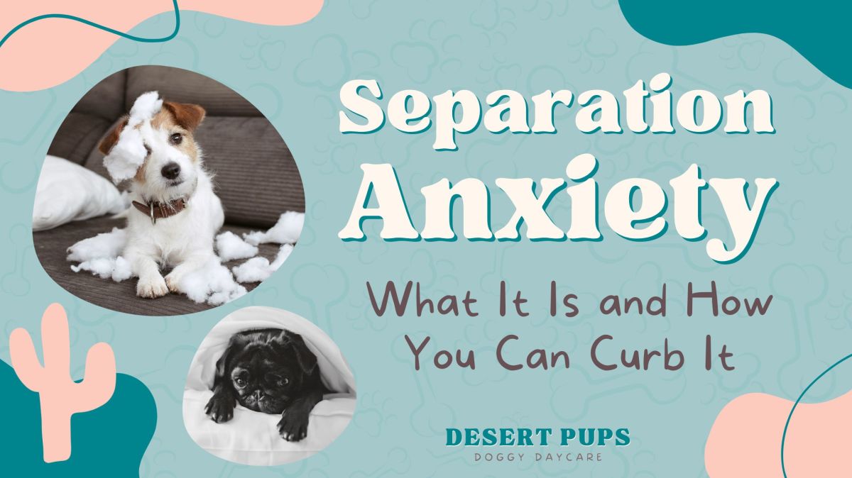 Separation Anxiety In Dogs