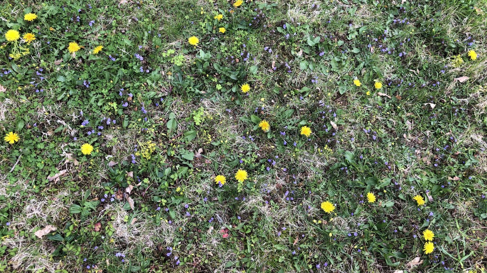 A Time for Honeybees