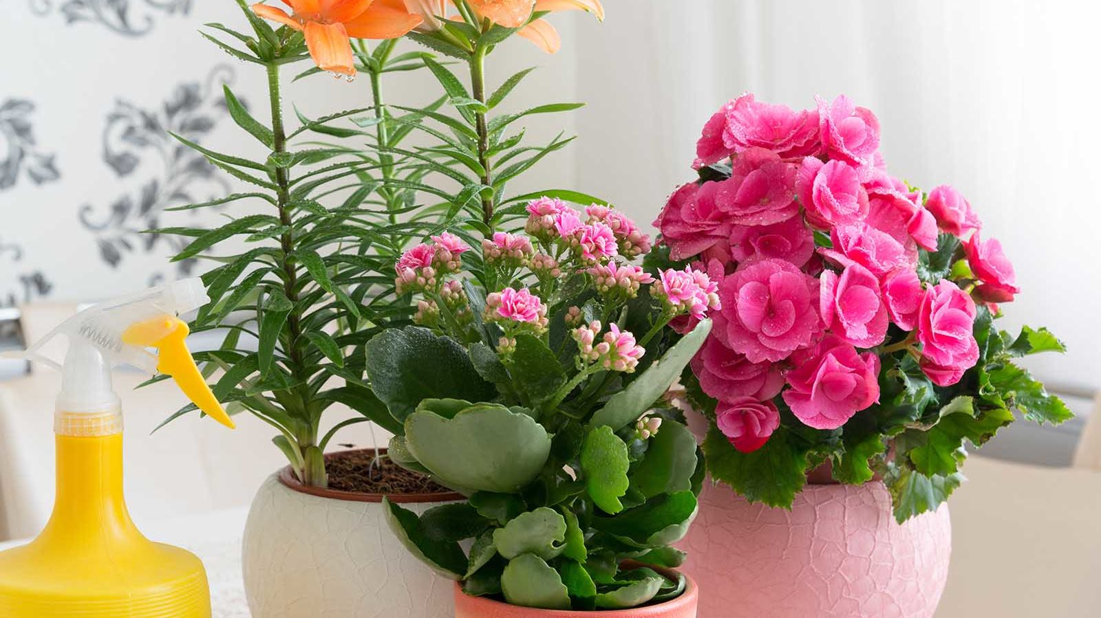 How to Grow Flowers Indoors