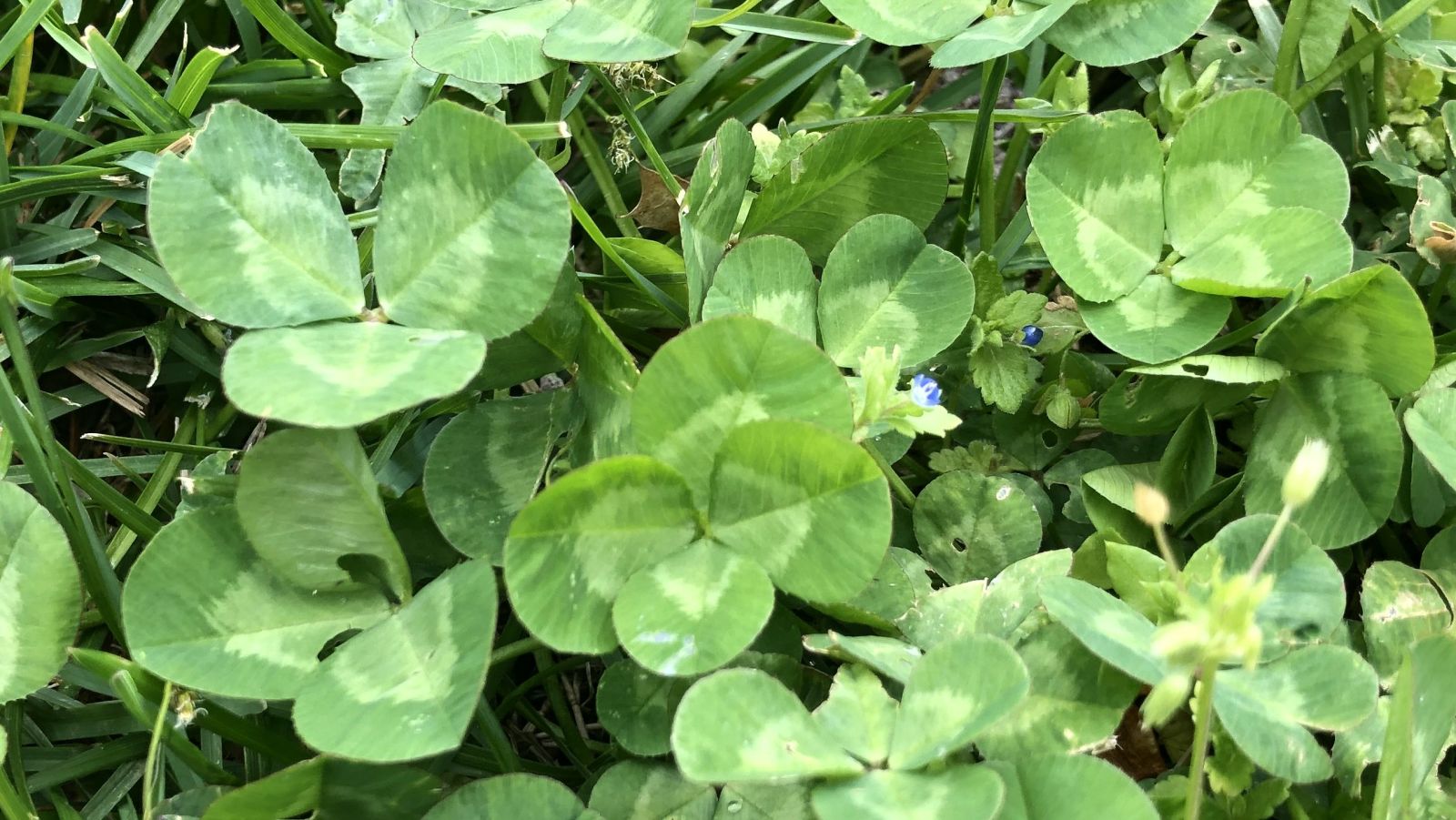 Life Lessons From a Four Leaf Clover