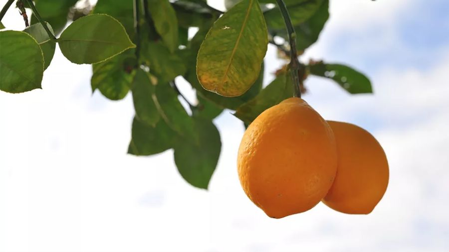 How to Grow Meyer Lemon Trees in Pots