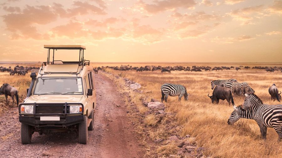Go on a Virtual African Safari