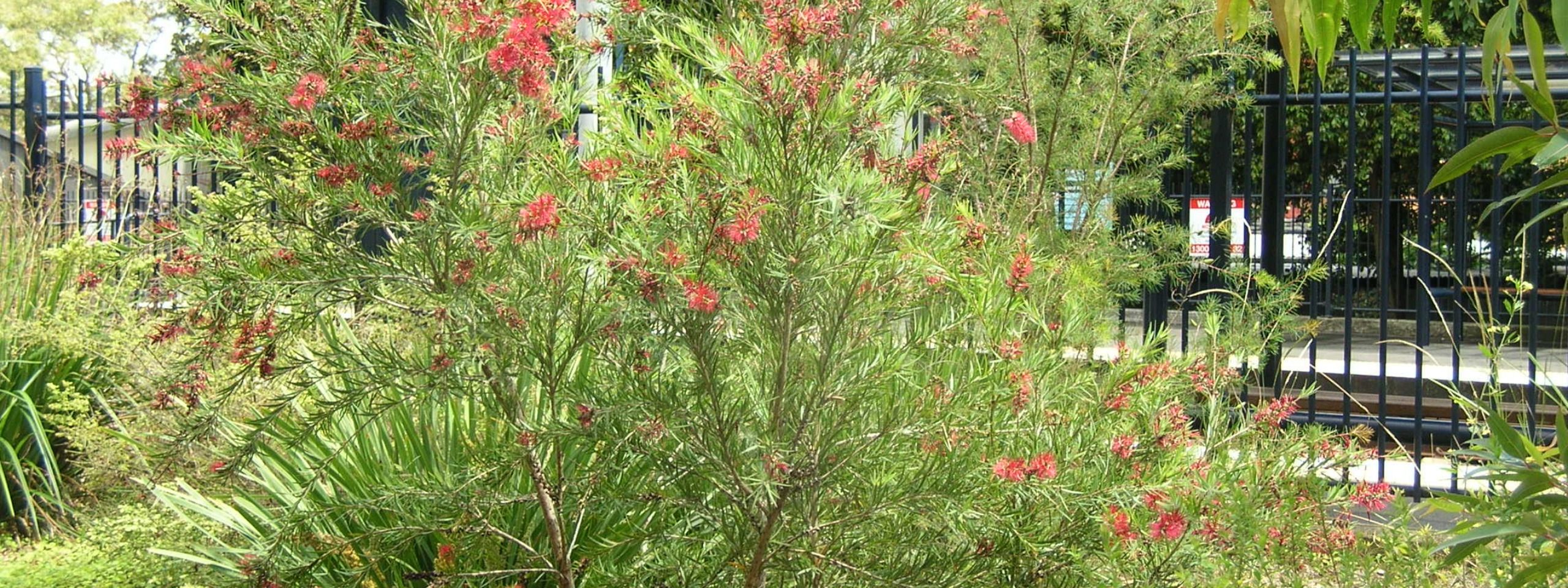 Pyrmont Ultimo Landcare | City of Sydney - What’s On