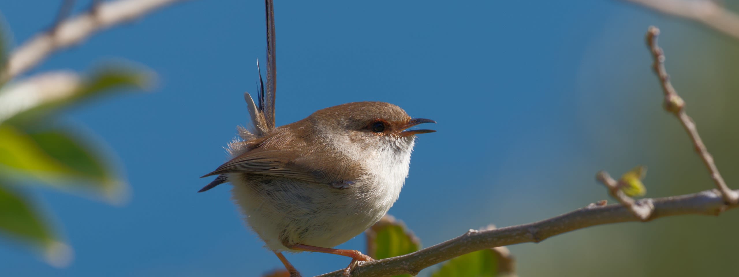 Community Birding Group | City of Sydney - What’s On