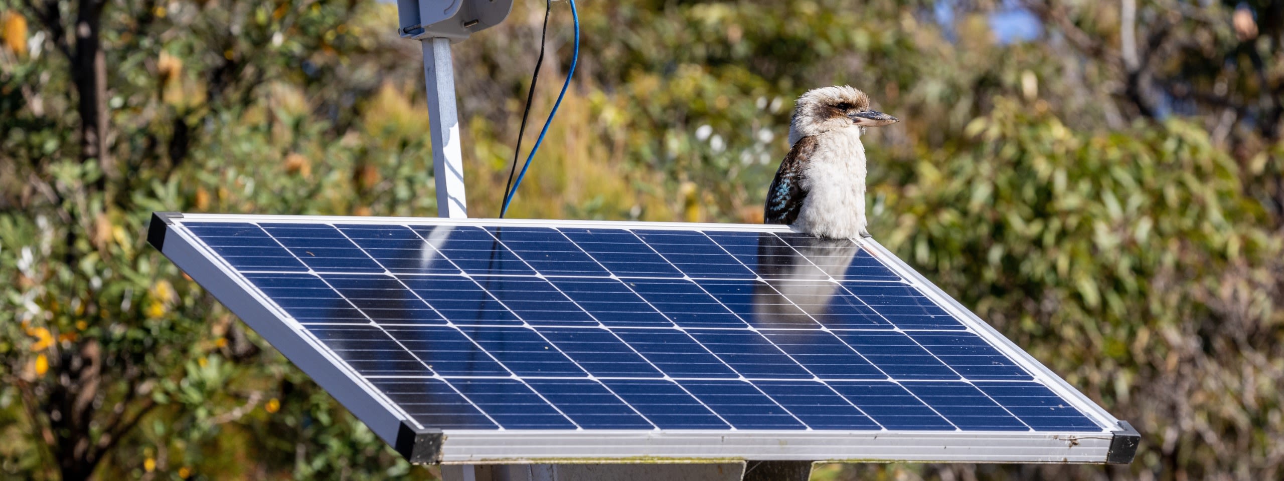 We can’t save the climate by destroying nature | City of Sydney - What’s On