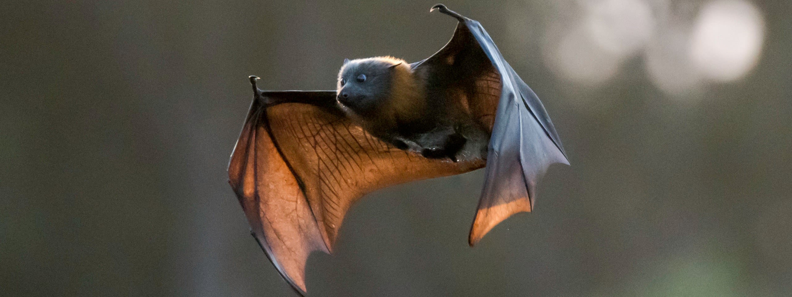 The Great Bat Count | City of Sydney - What’s On