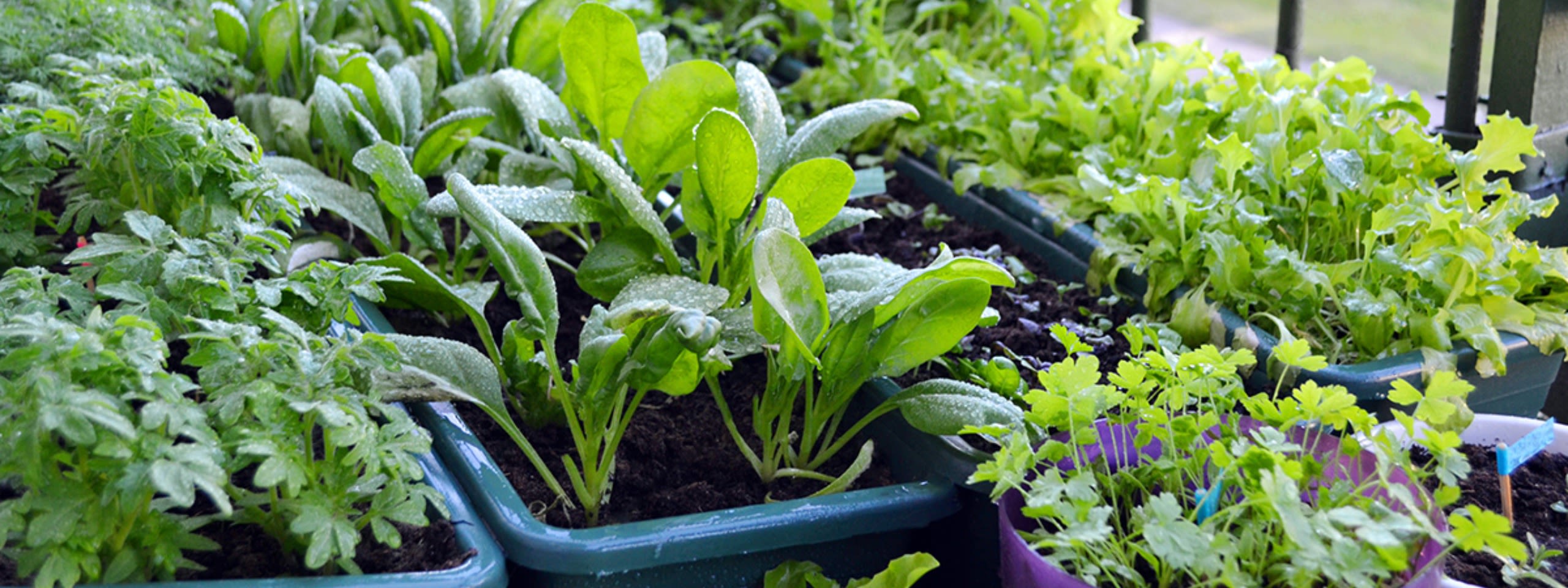 Small space edible gardening workshop | City of Sydney - What’s On