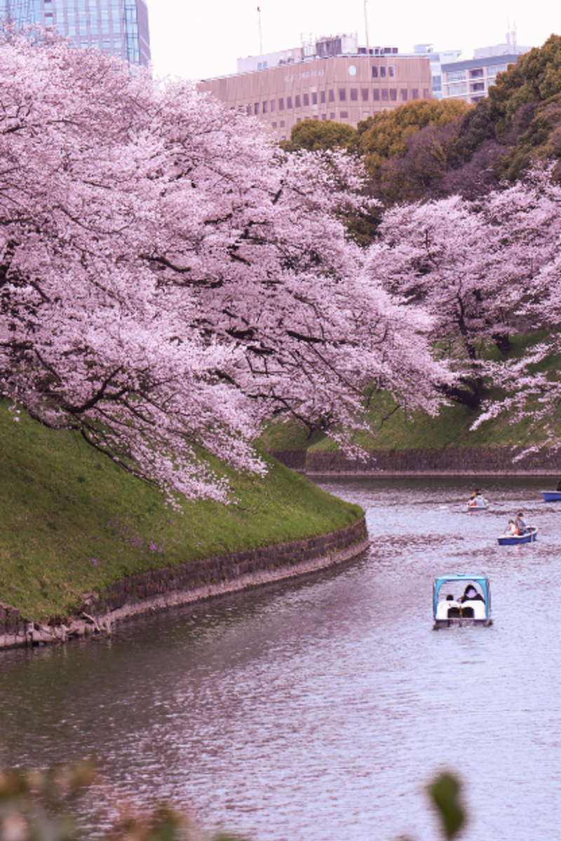 Best time of year to visit Tokyo | City Unscripted