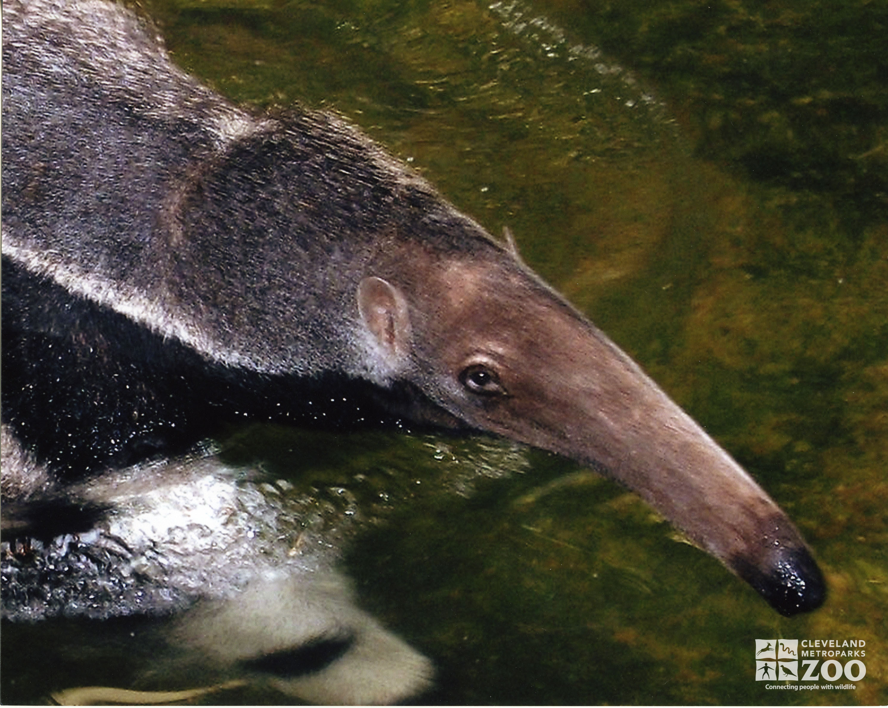 Giant Anteater Rainforest