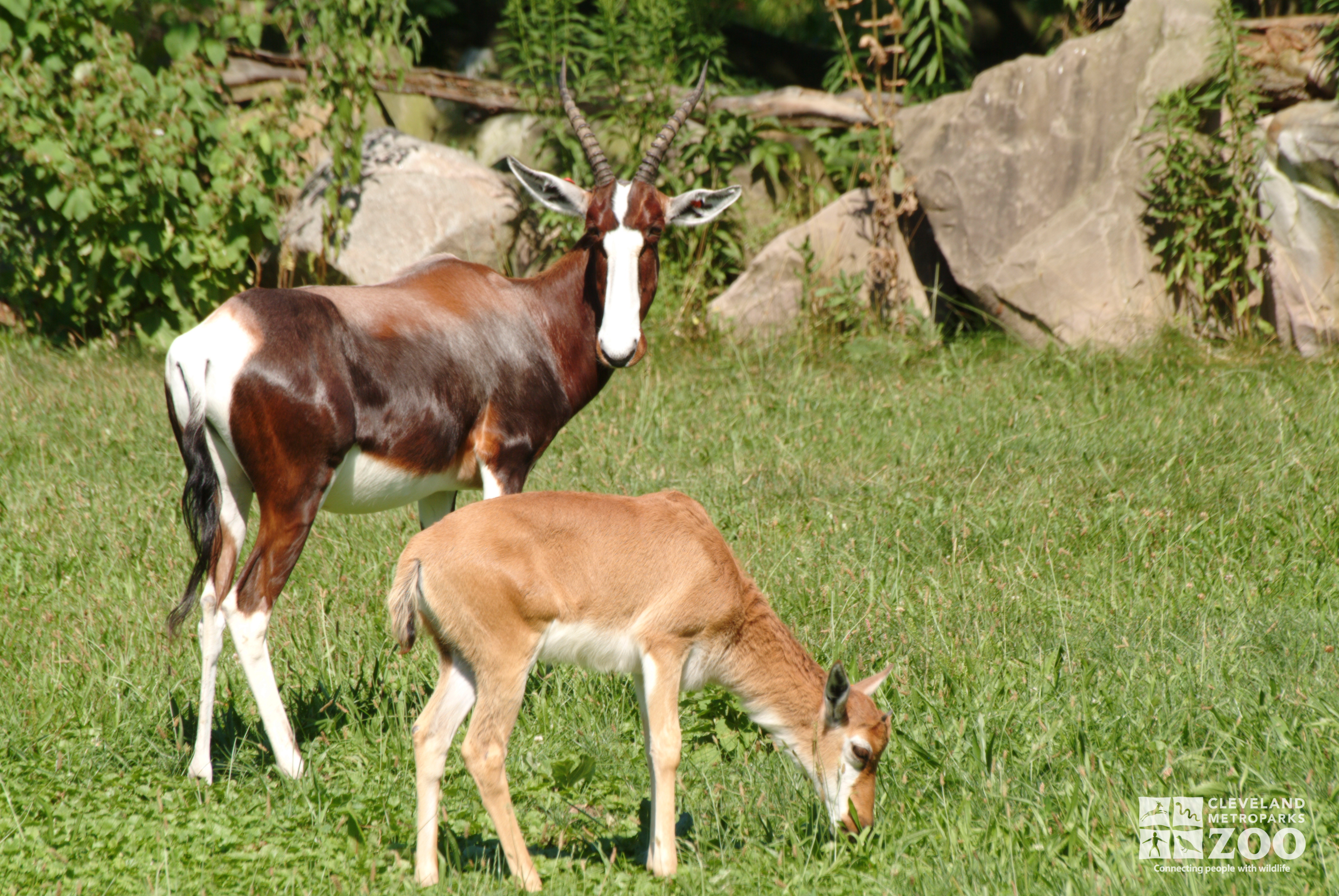 Baby Bontebok