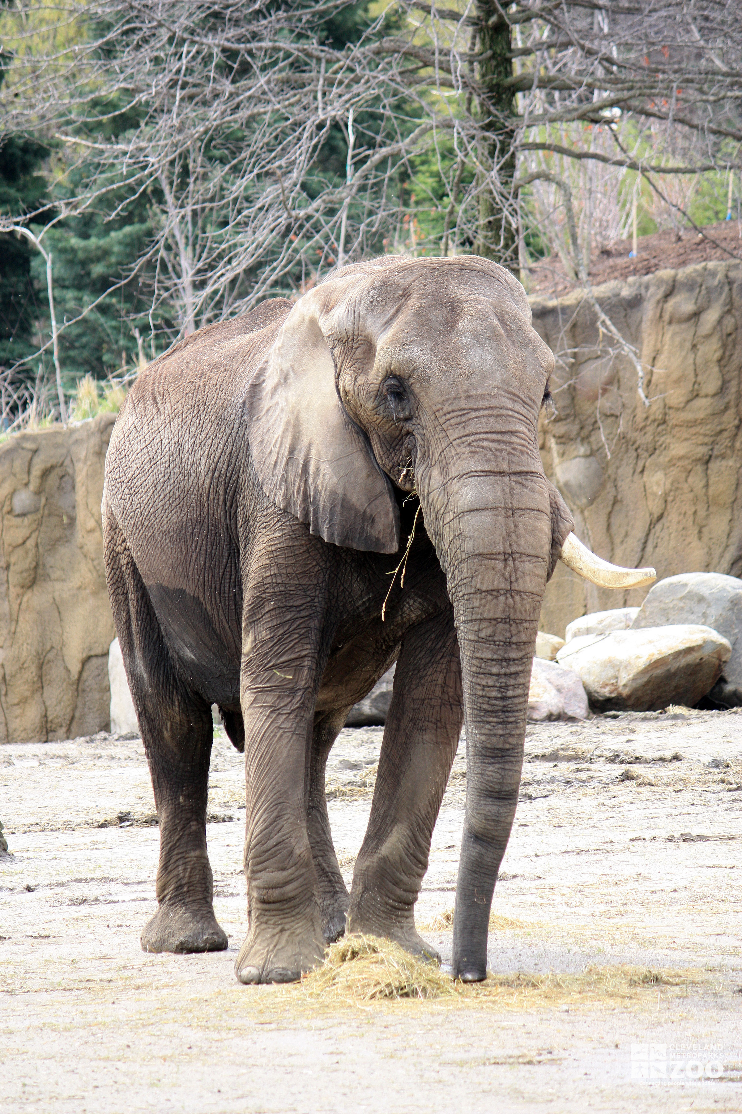 African Elephant Ears
