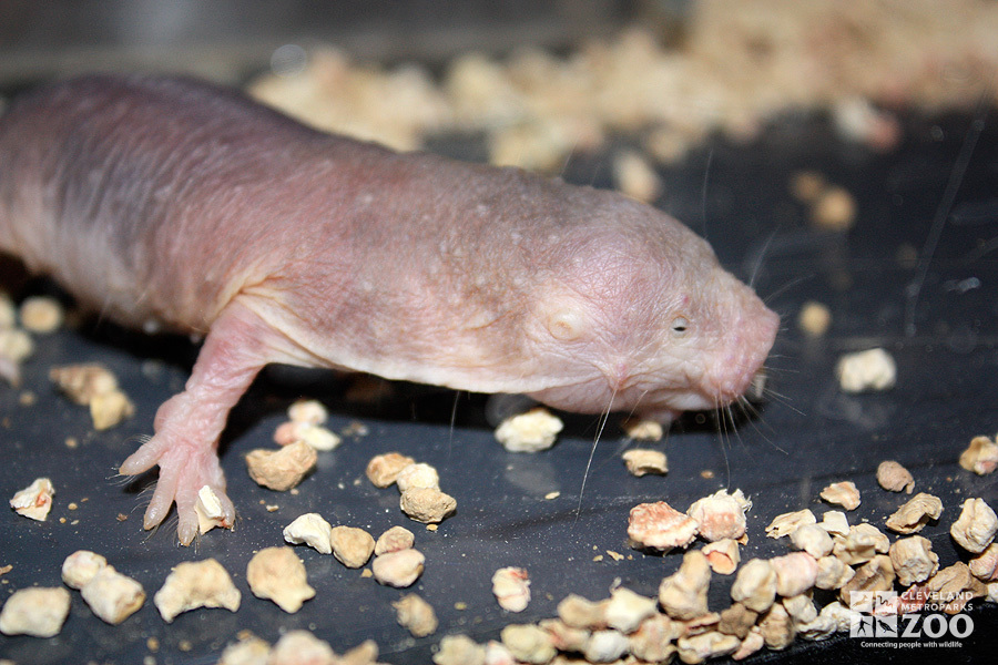 Baby Hairless Mole