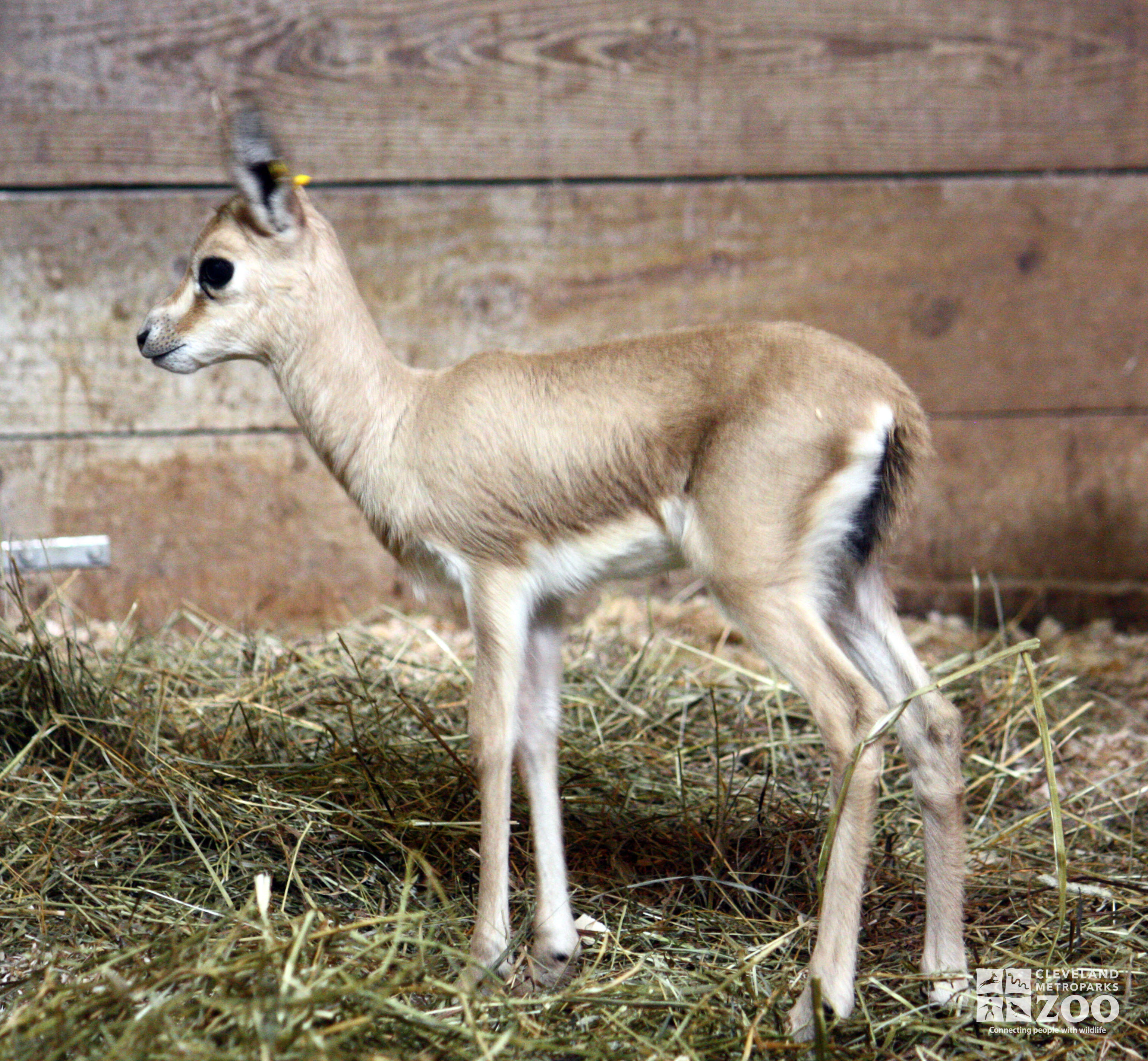 Baby Gazelle
