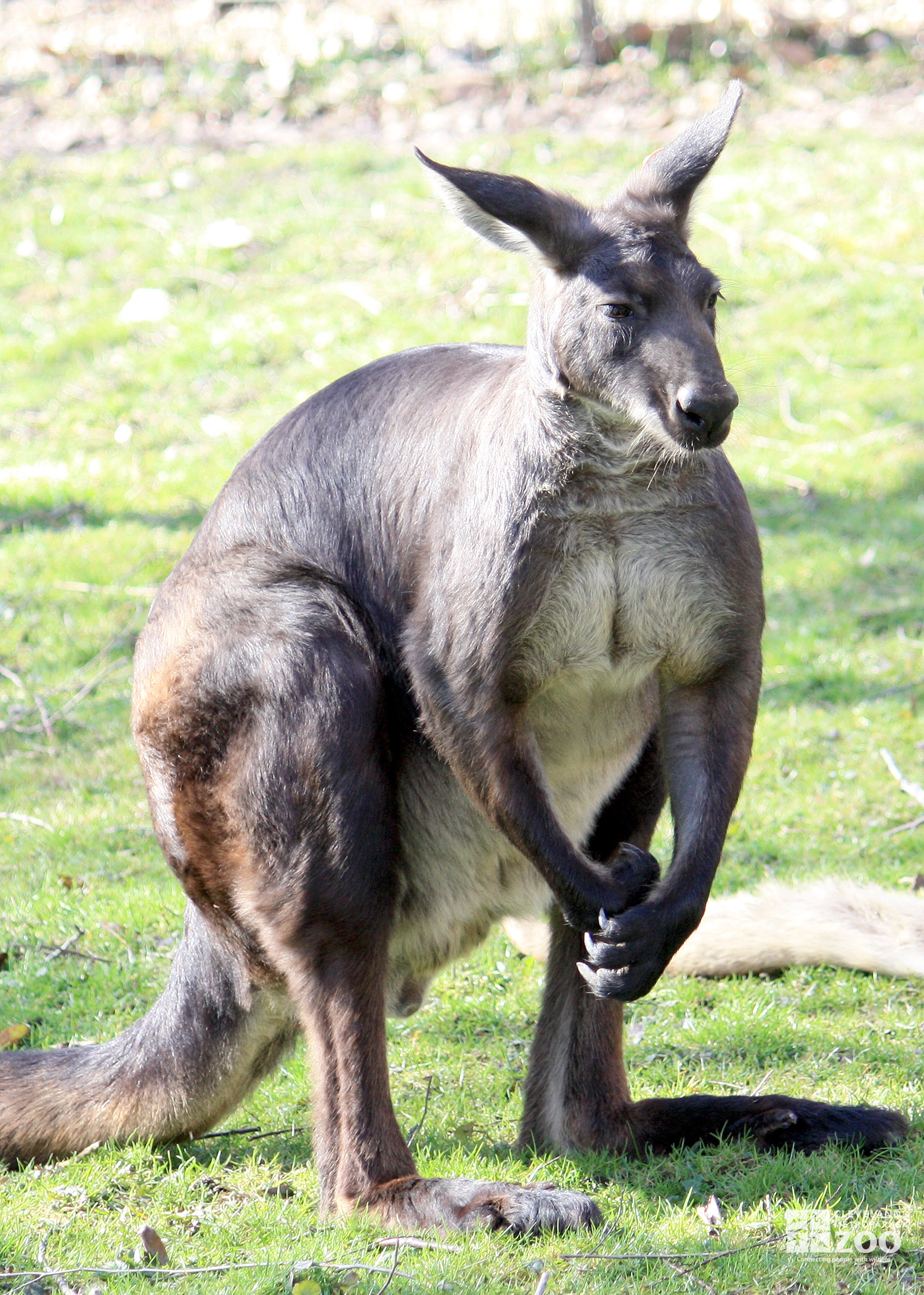 Wallaroo Pet