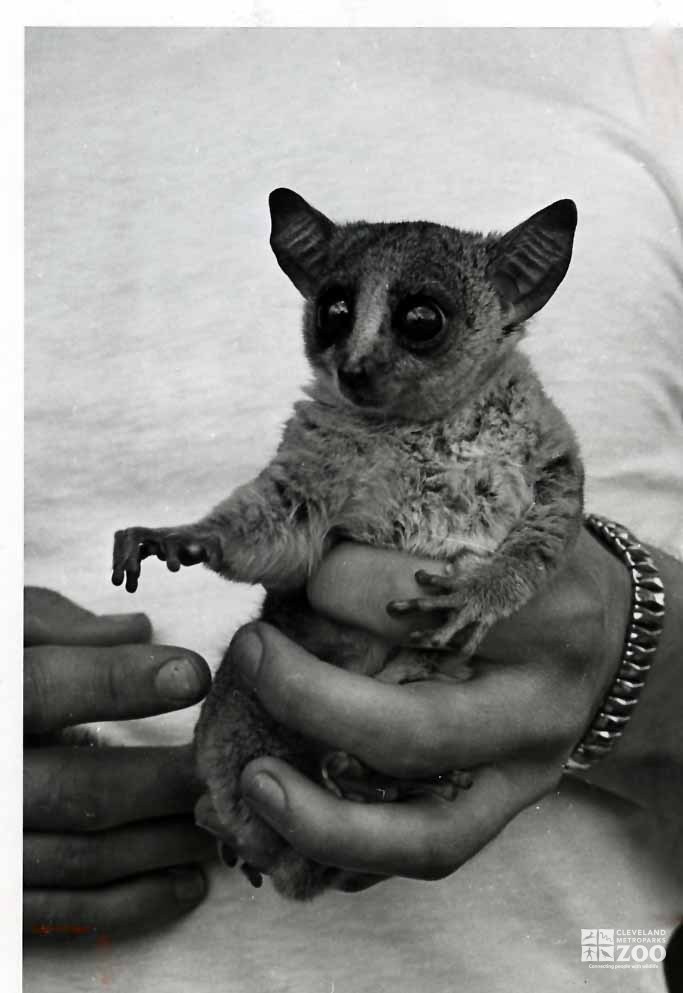 Pygmy Koala