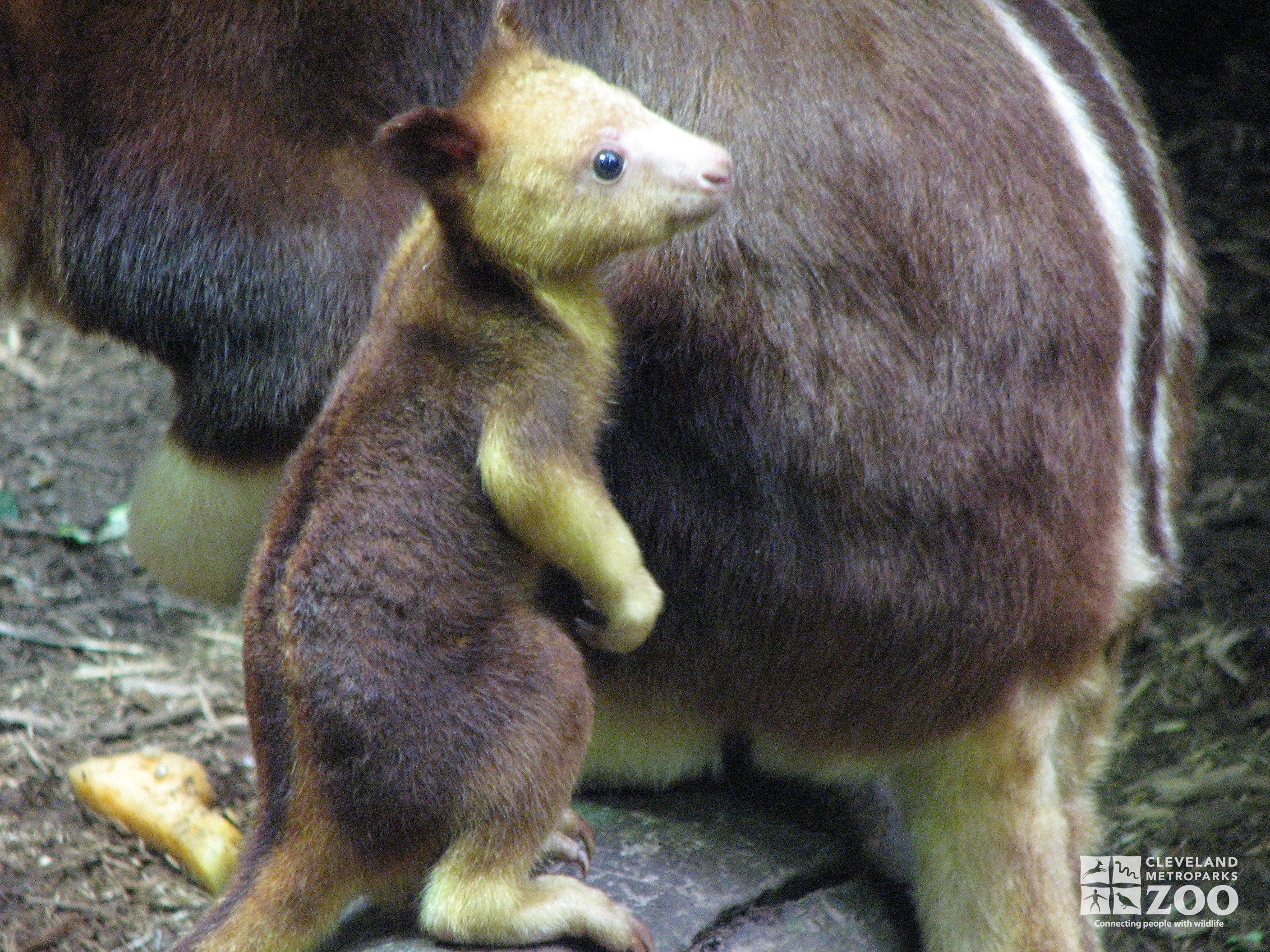 Goodfellows Tree Kangaroo Baby