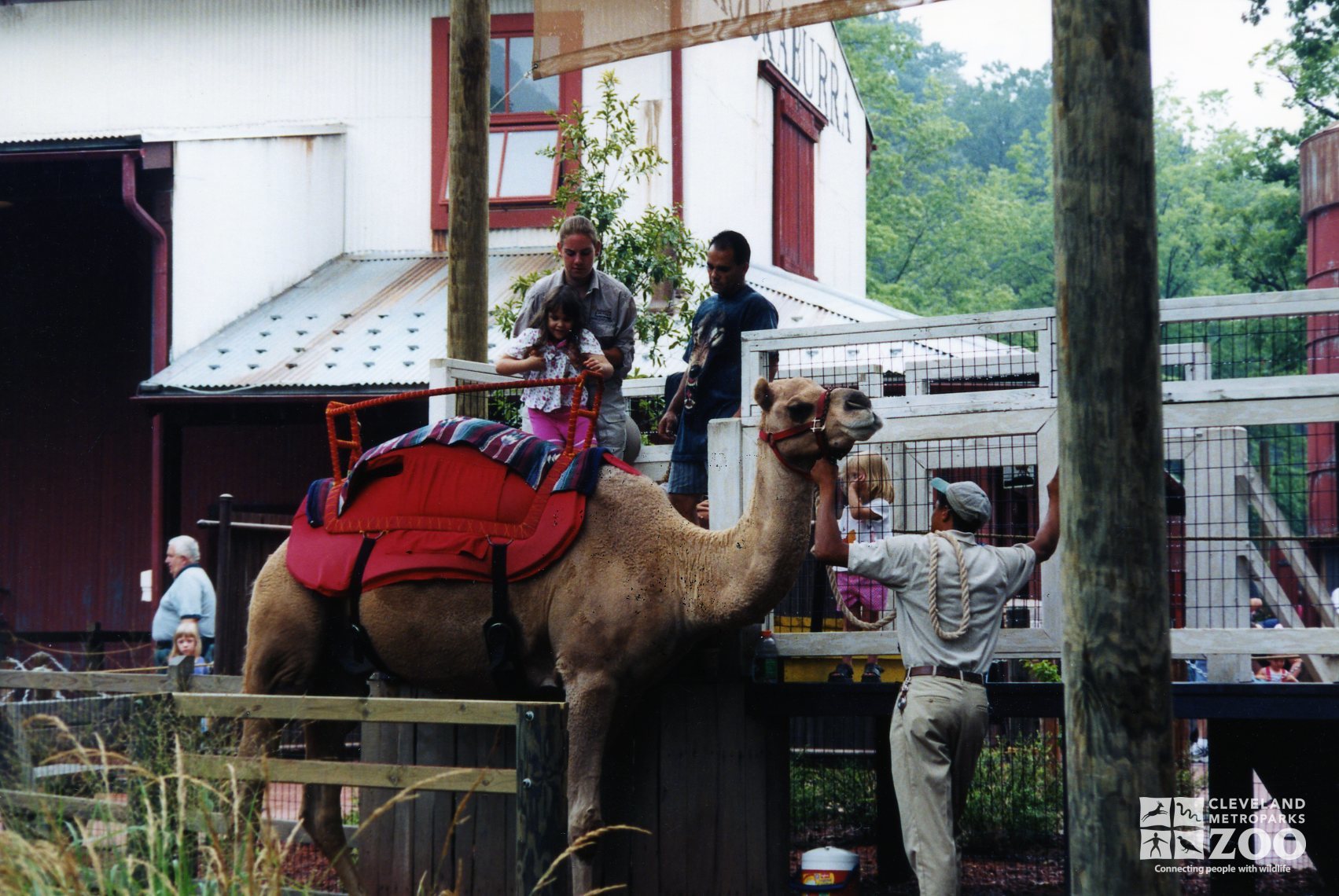 Zoo Camel Ride