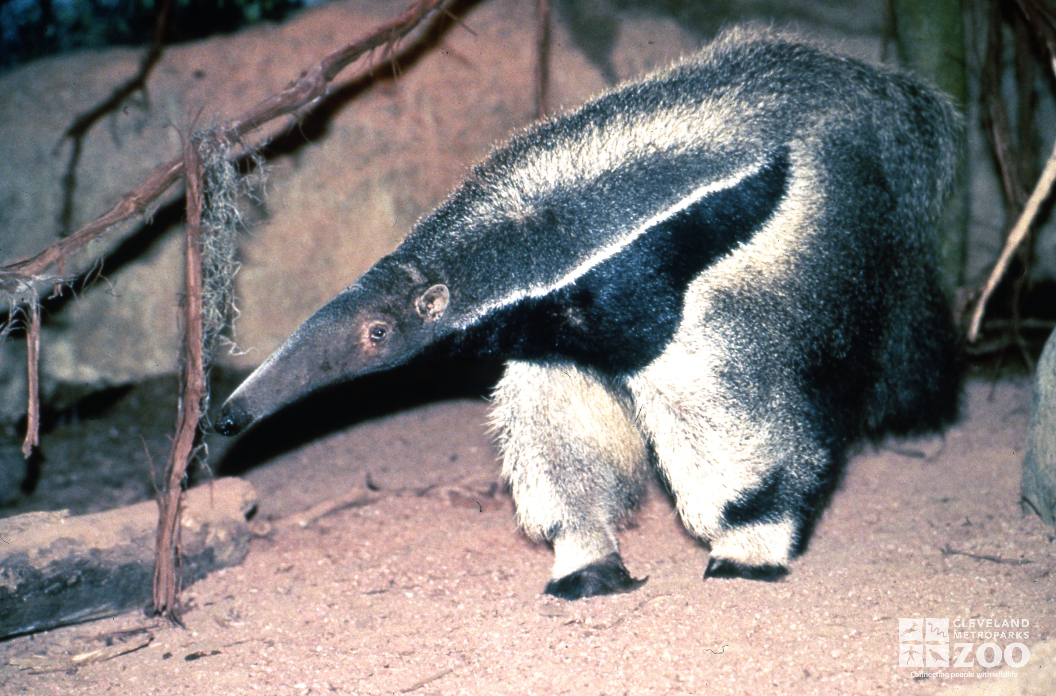 Giant Anteater Rainforest