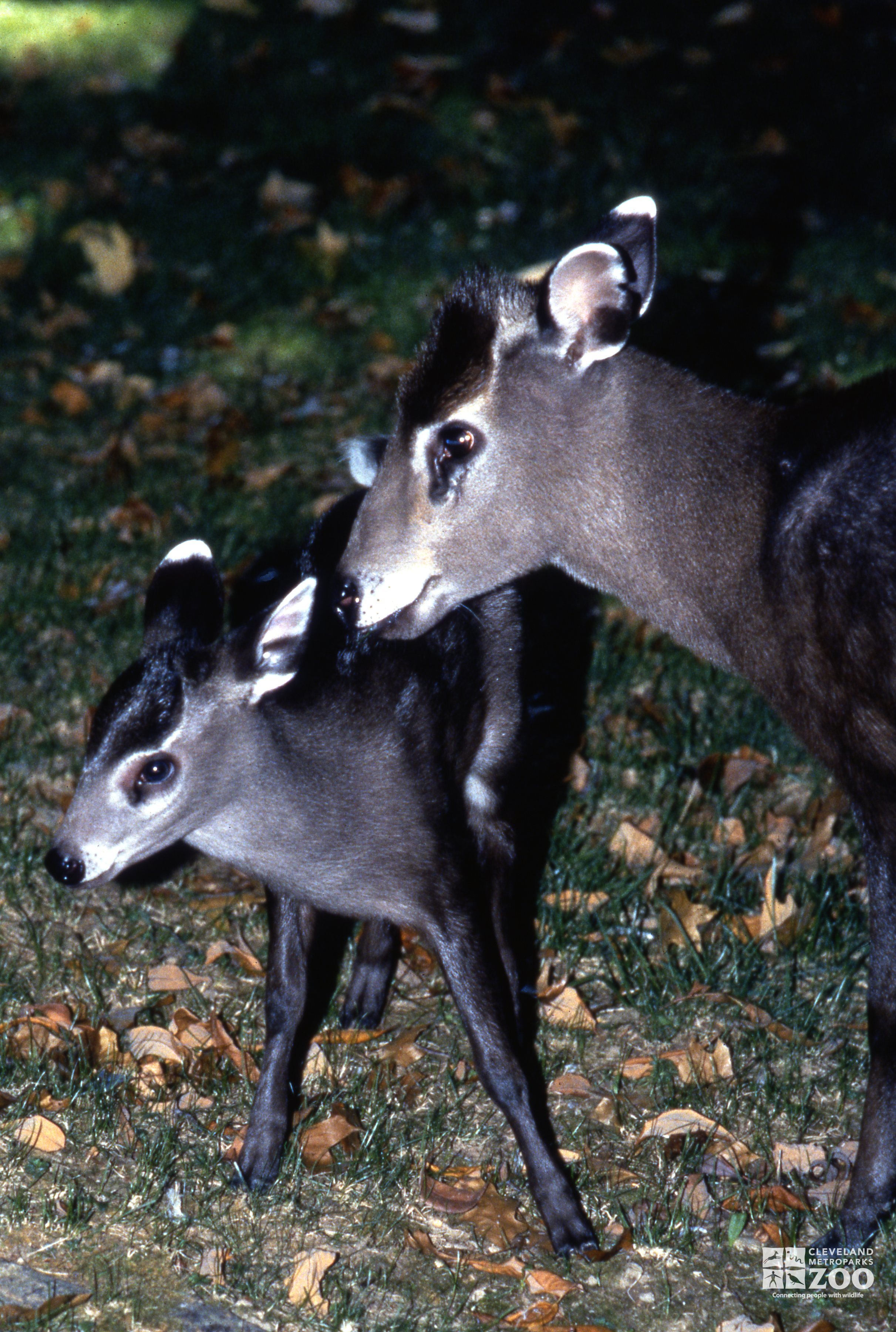 Baby Tufted Deer