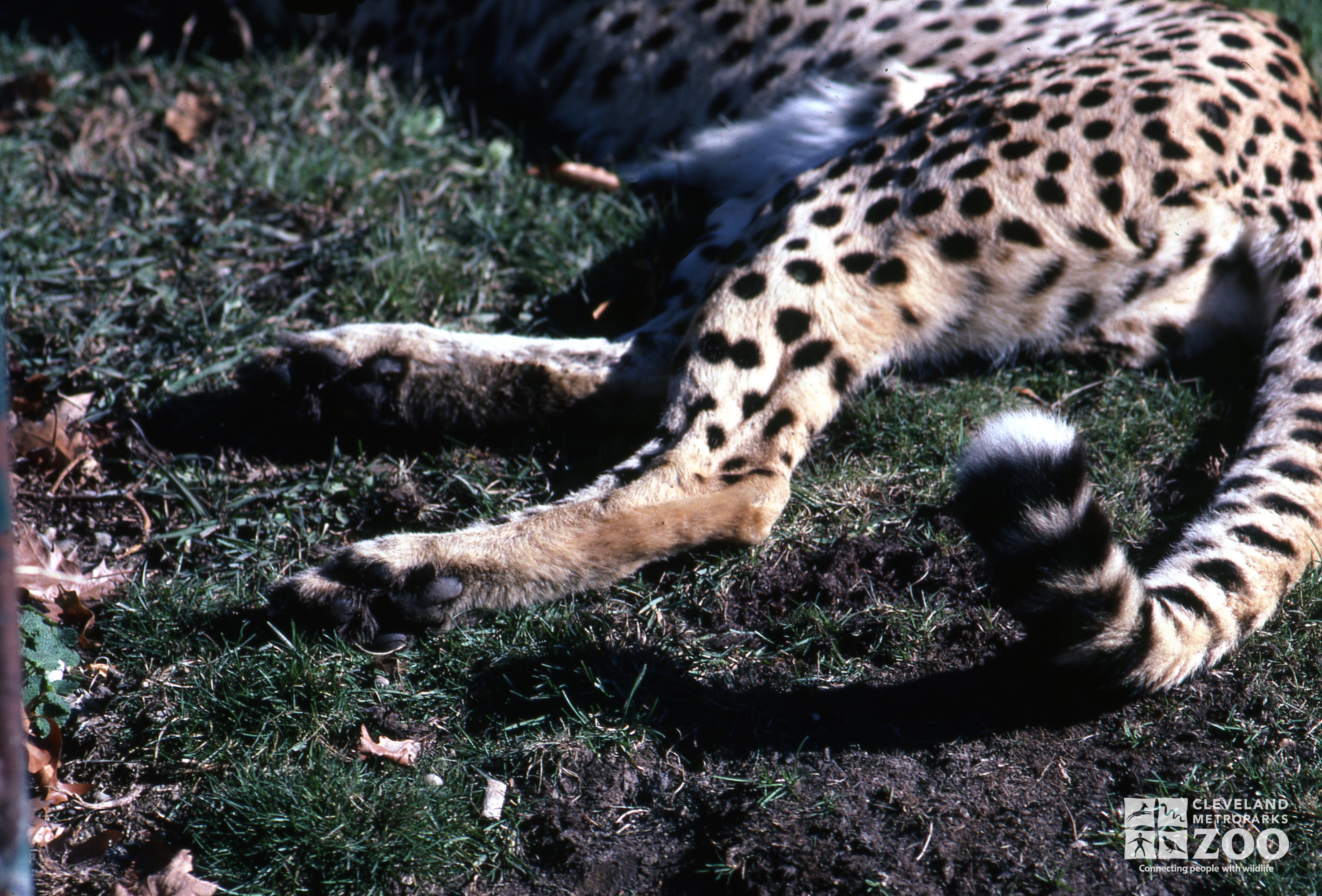 Cheetah Paws Back