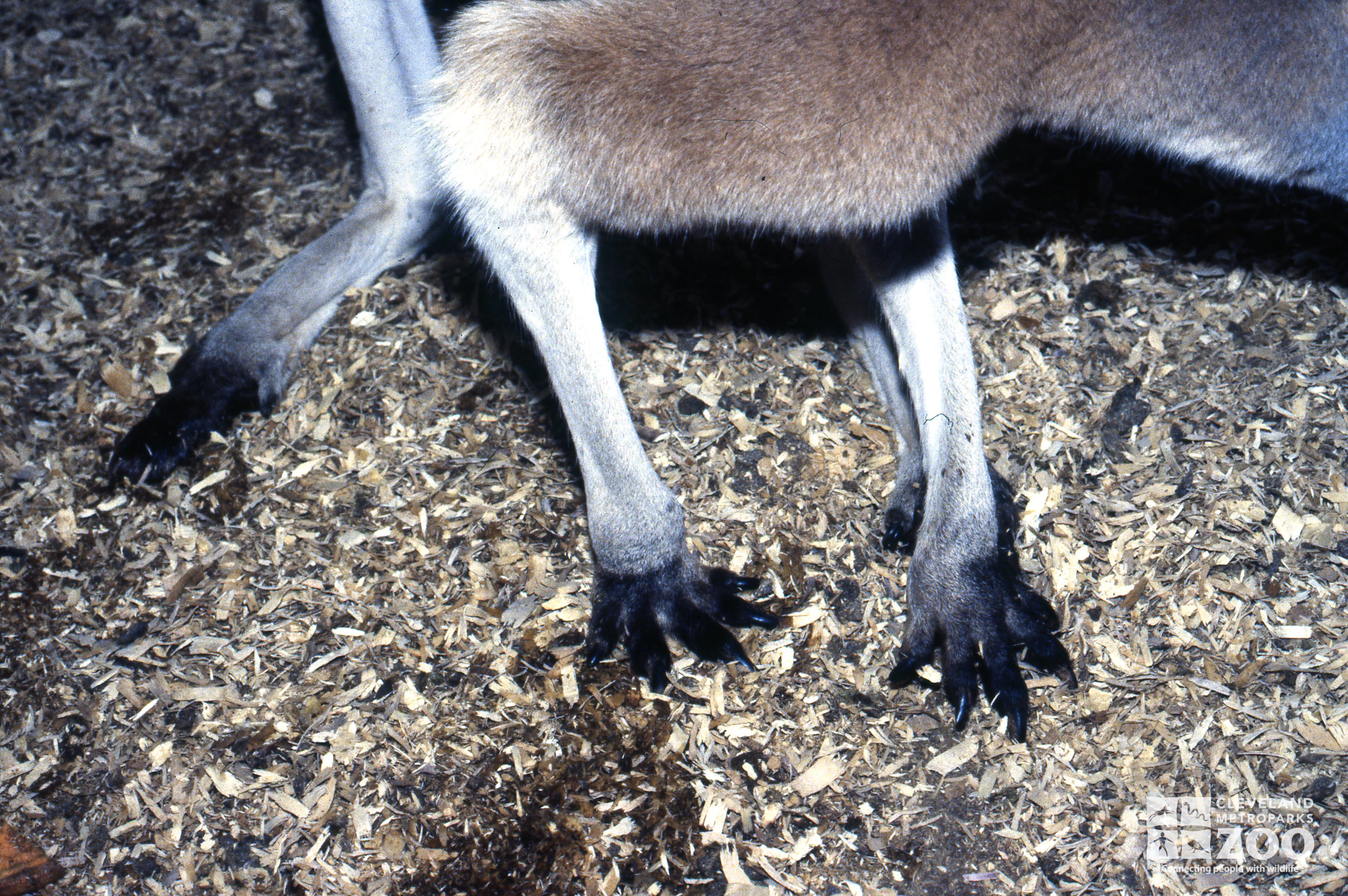 Kangaroo Feet